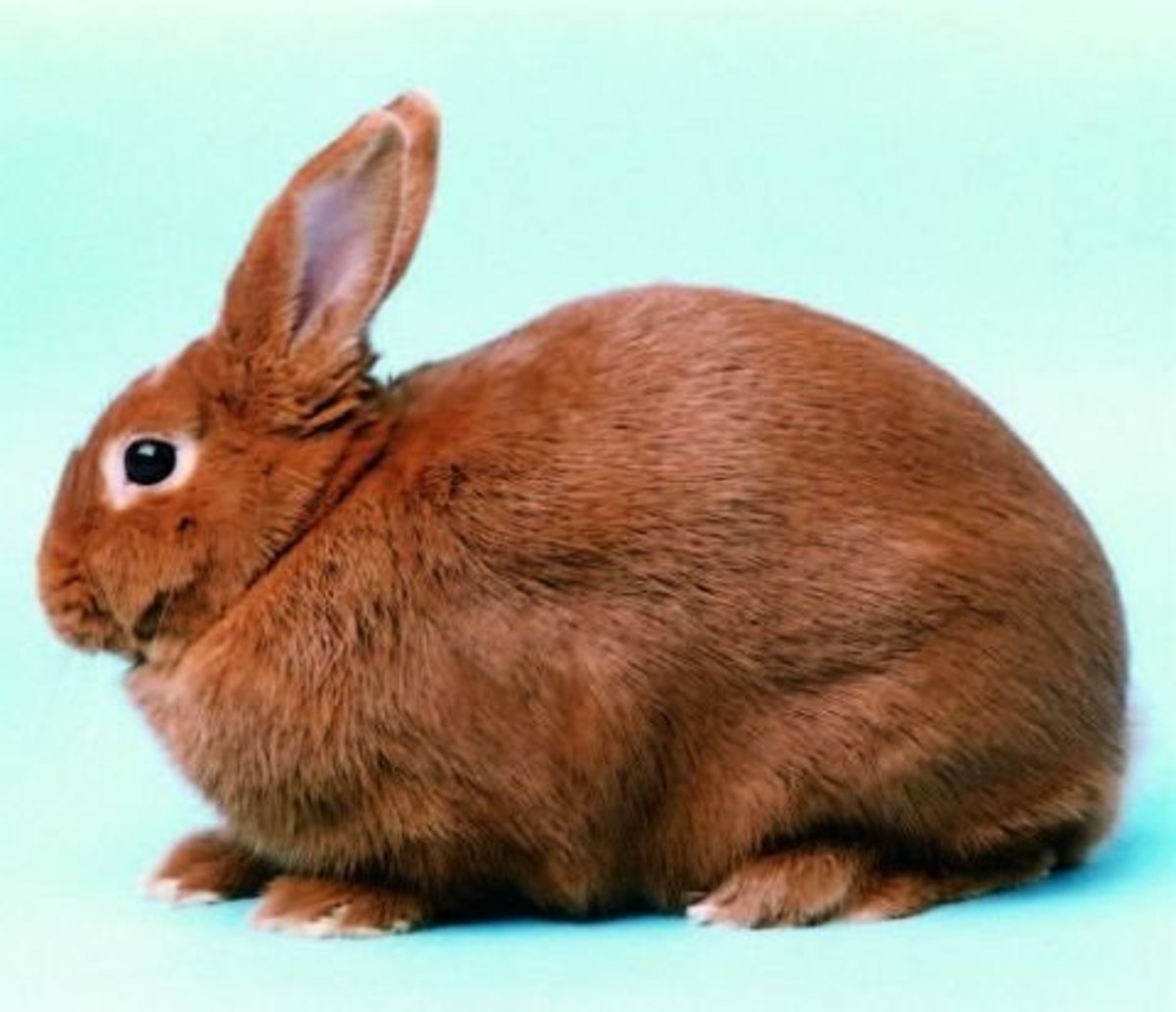 The 10 Best Pet Rabbit Breeds for Children - PetHelpful