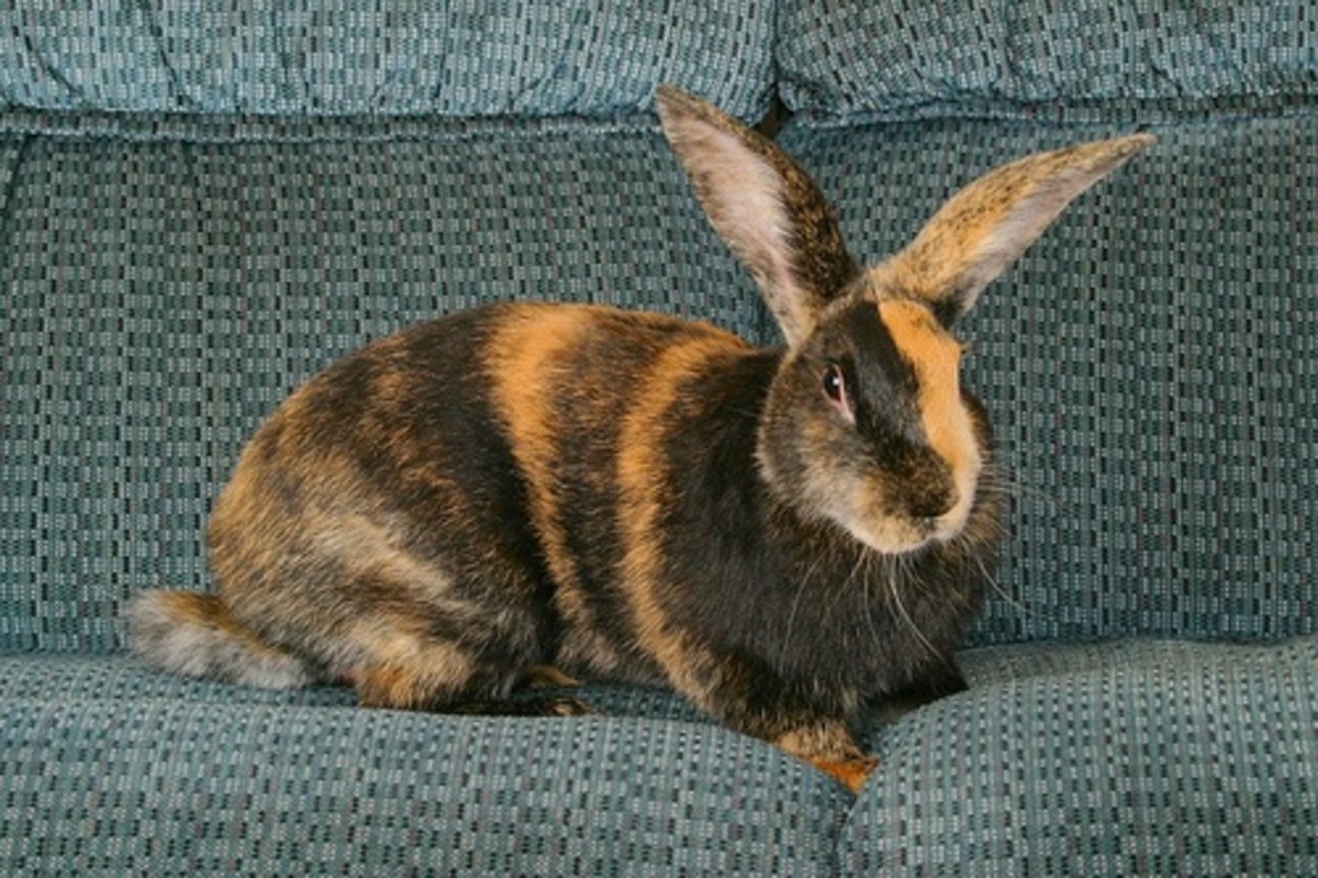 The 10 Best Pet Rabbit Breeds for Children - PetHelpful
