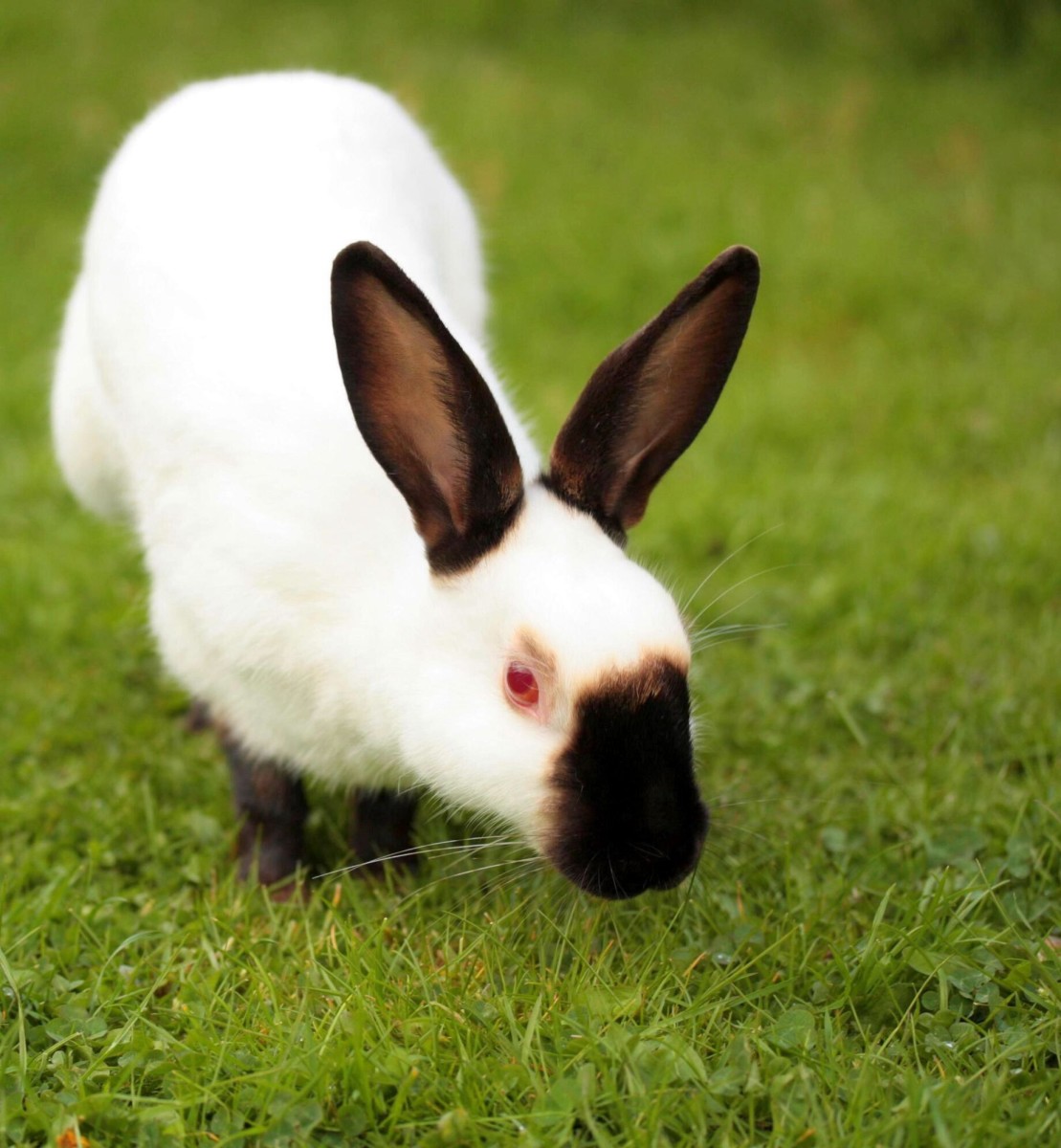 The 10 Best Pet Rabbit Breeds for Children - PetHelpful