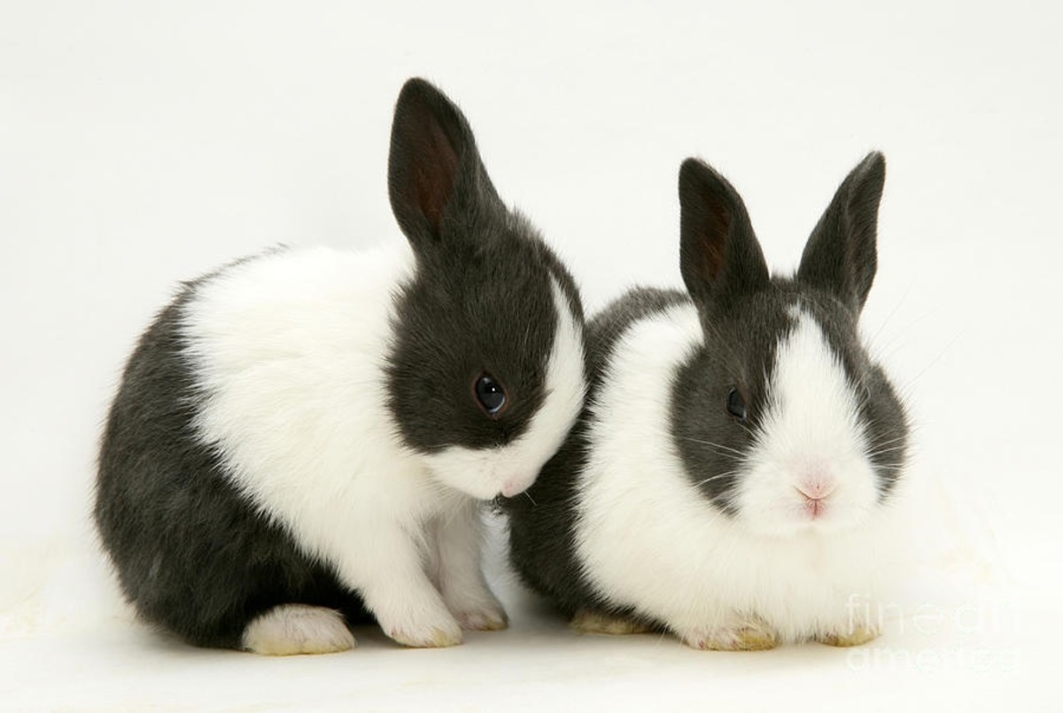 The 10 Best Pet Rabbit Breeds for Children - PetHelpful