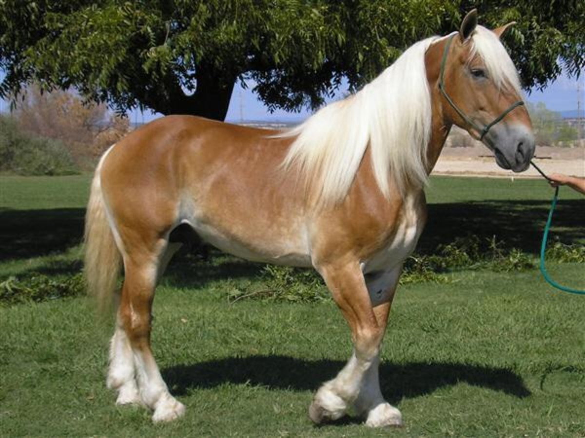 10+ of the World's Most Beautiful Draft Horse Breeds and Heavy Horses ...