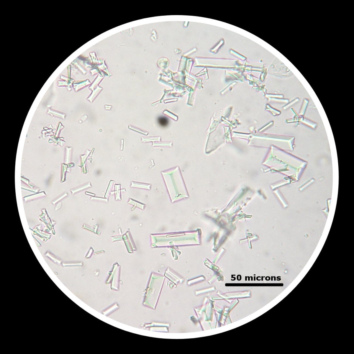 Why Is My Dog Not Peeing After Surgery? Here's What to Do - PetHelpful