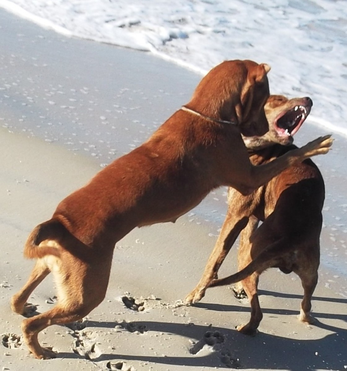 7 Ways to Train a Dog to Get Along With Other Dogs - PetHelpful