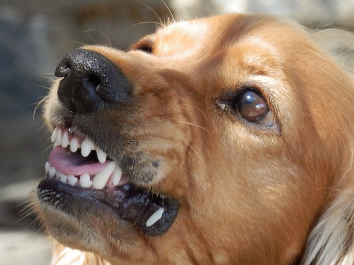 10 Reasons Why Your Sick Dog Is Drooling Too Much and Why You Should Be ...