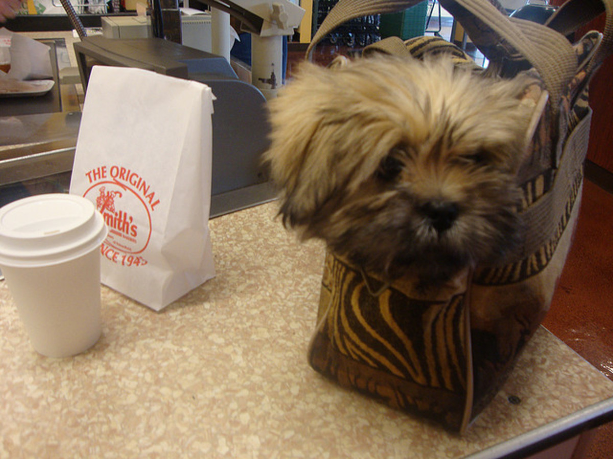 50 Cool Tibetan Dog Names for Your Lhasa Apso Puppy - PetHelpful