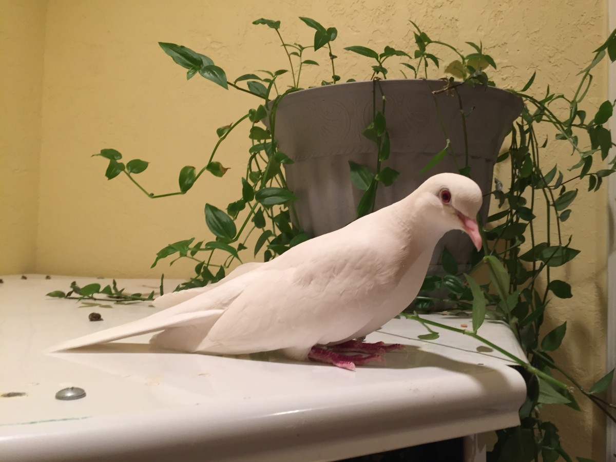 Pet dove store