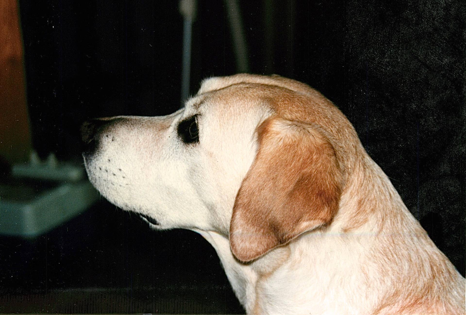 Obesity, Appetite, and a Gene Mutation in Labrador Retrievers - PetHelpful