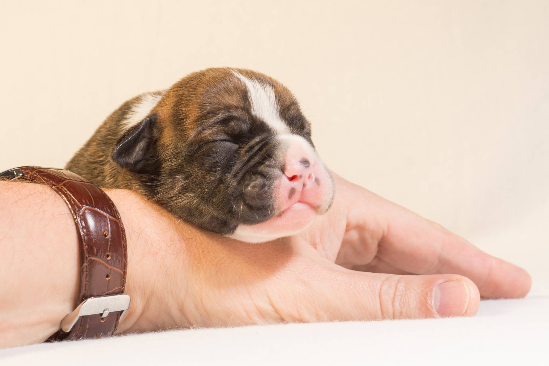 Managing Fears, Phobias and Anxieties in Your Dog - PetHelpful