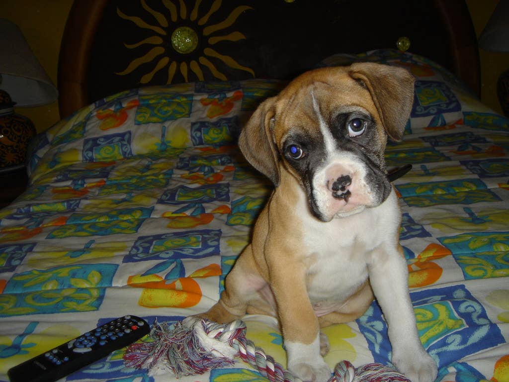 9 Great Dog Breeds With Low Prey Drive (Plus Which Breeds to Avoid ...
