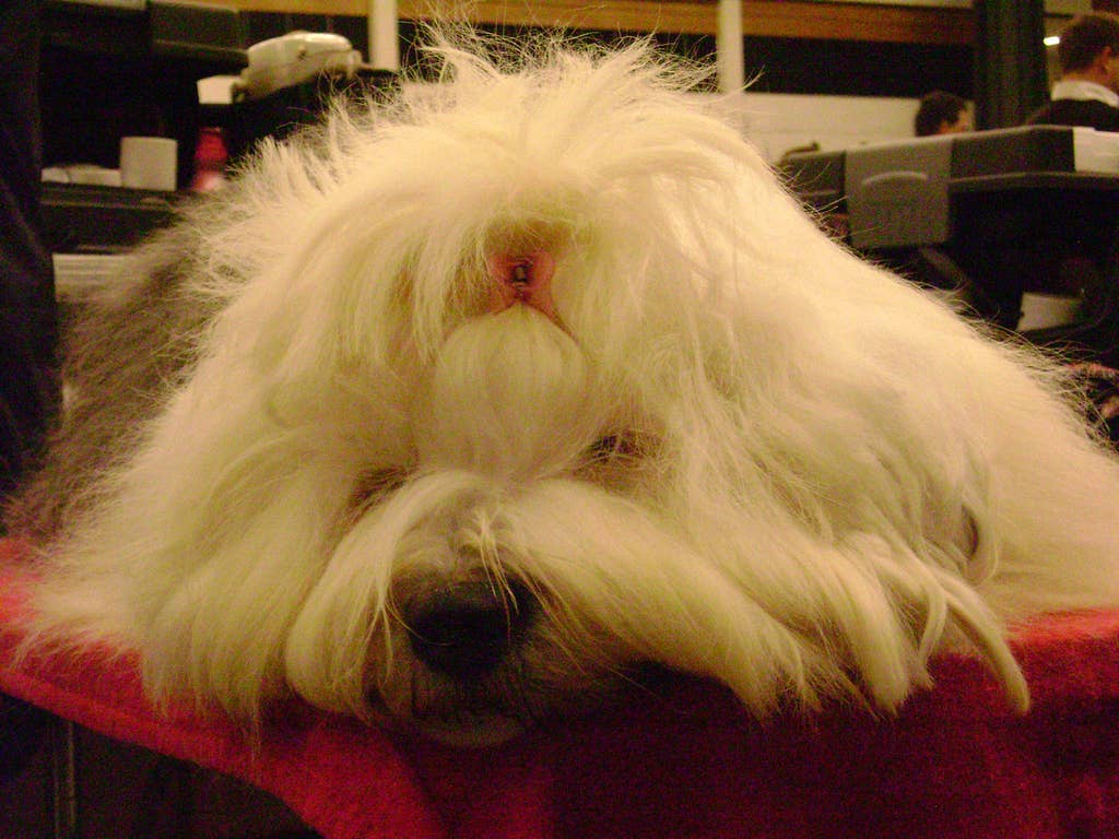 9 Great Dog Breeds With Low Prey Drive (Plus Which Breeds to Avoid ...