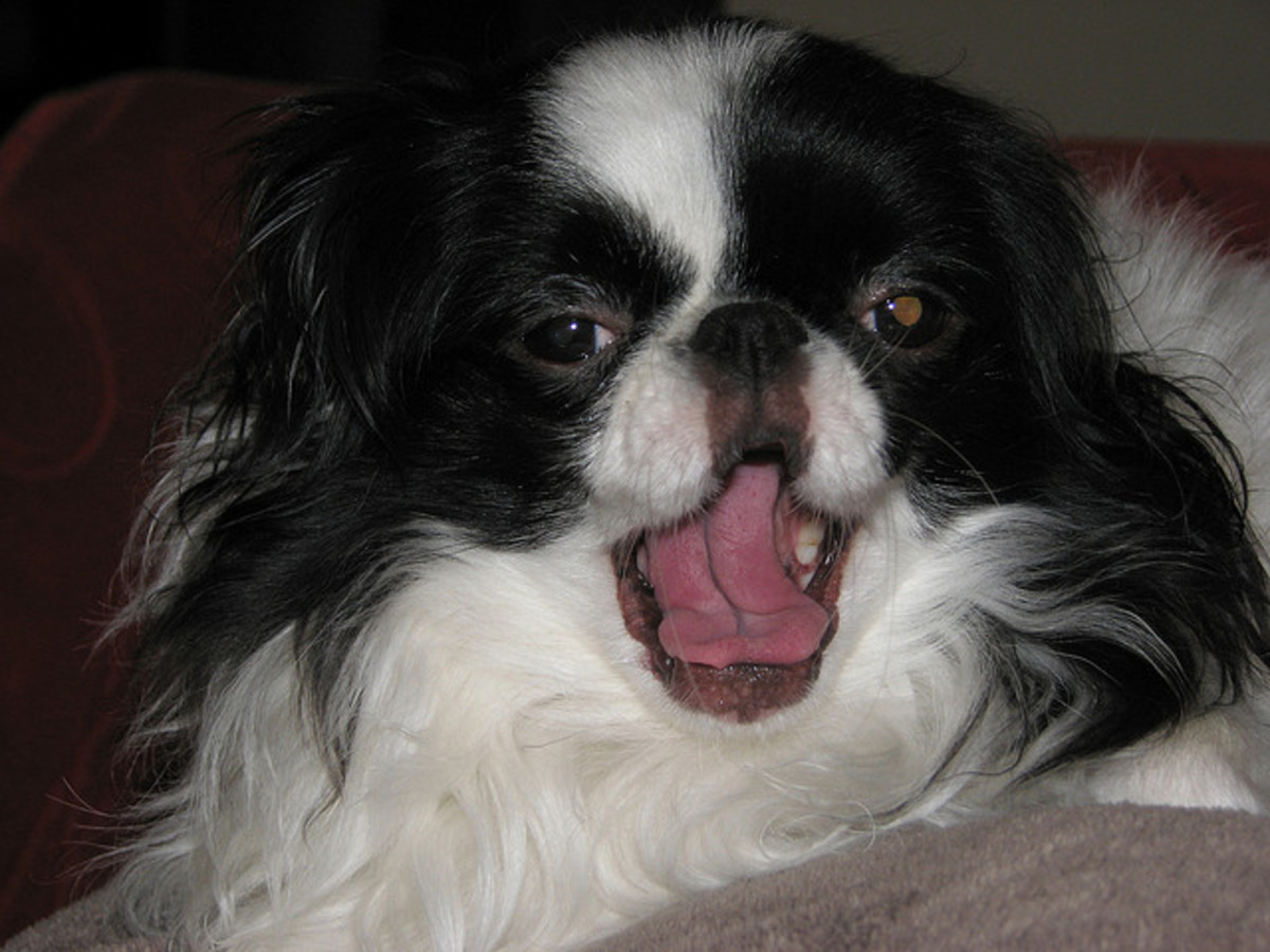 9 Great Dog Breeds With Low Prey Drive (Plus Which Breeds to Avoid ...