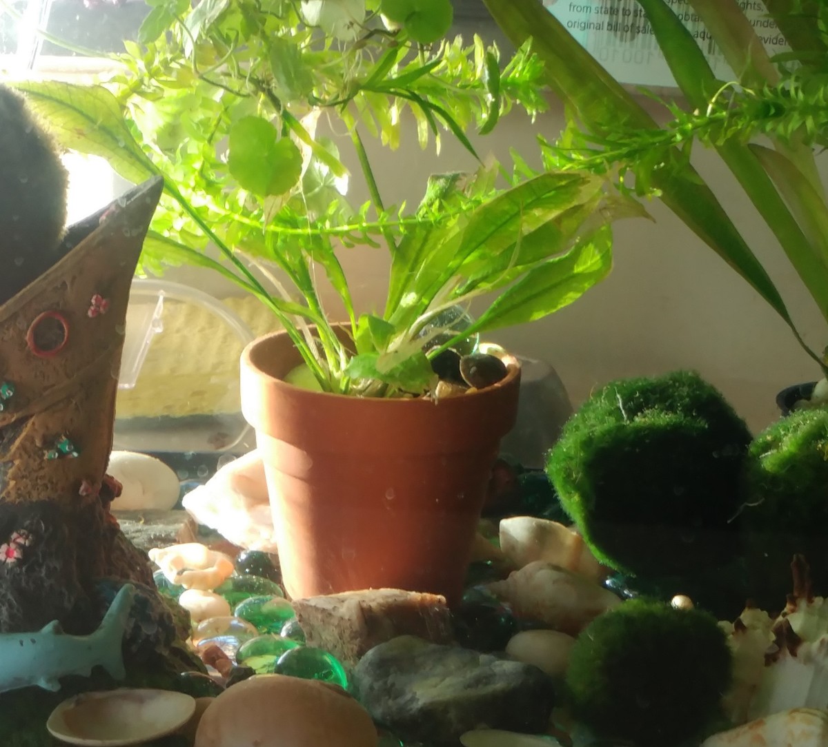 Tips for Keeping a Bare-Bottom Fish Tank - PetHelpful