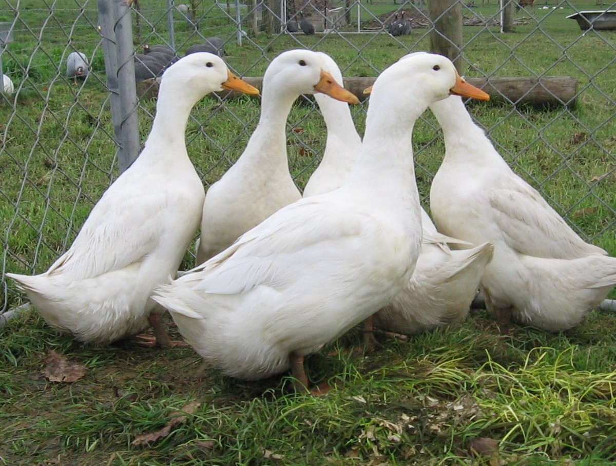 Everything You Need to Know About Pekin Ducks - PetHelpful