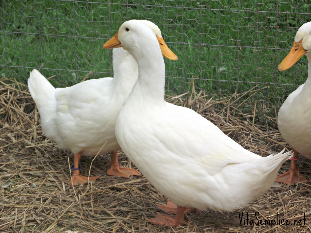 Everything You Need to Know About Pekin Ducks - PetHelpful