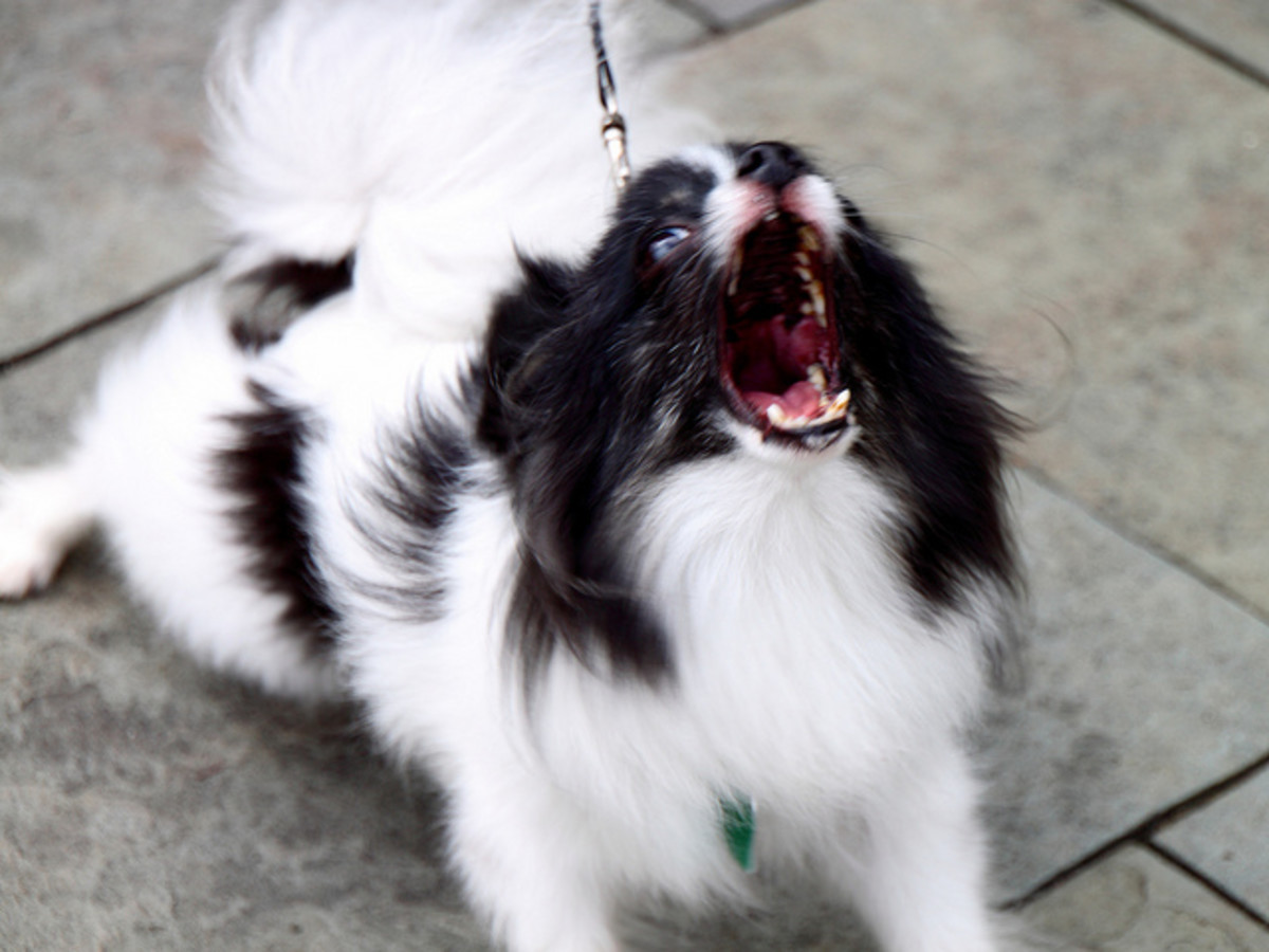 How to Protect Yourself From Aggressive Dogs and Their Owners - PetHelpful