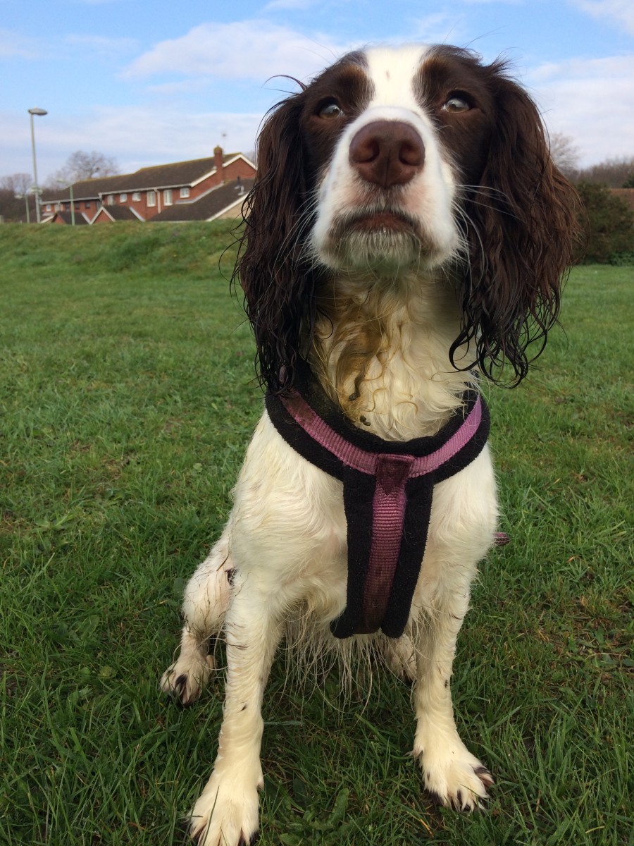 Why Does My Dog Sit Like That? The Lazy Sit Explained - PetHelpful