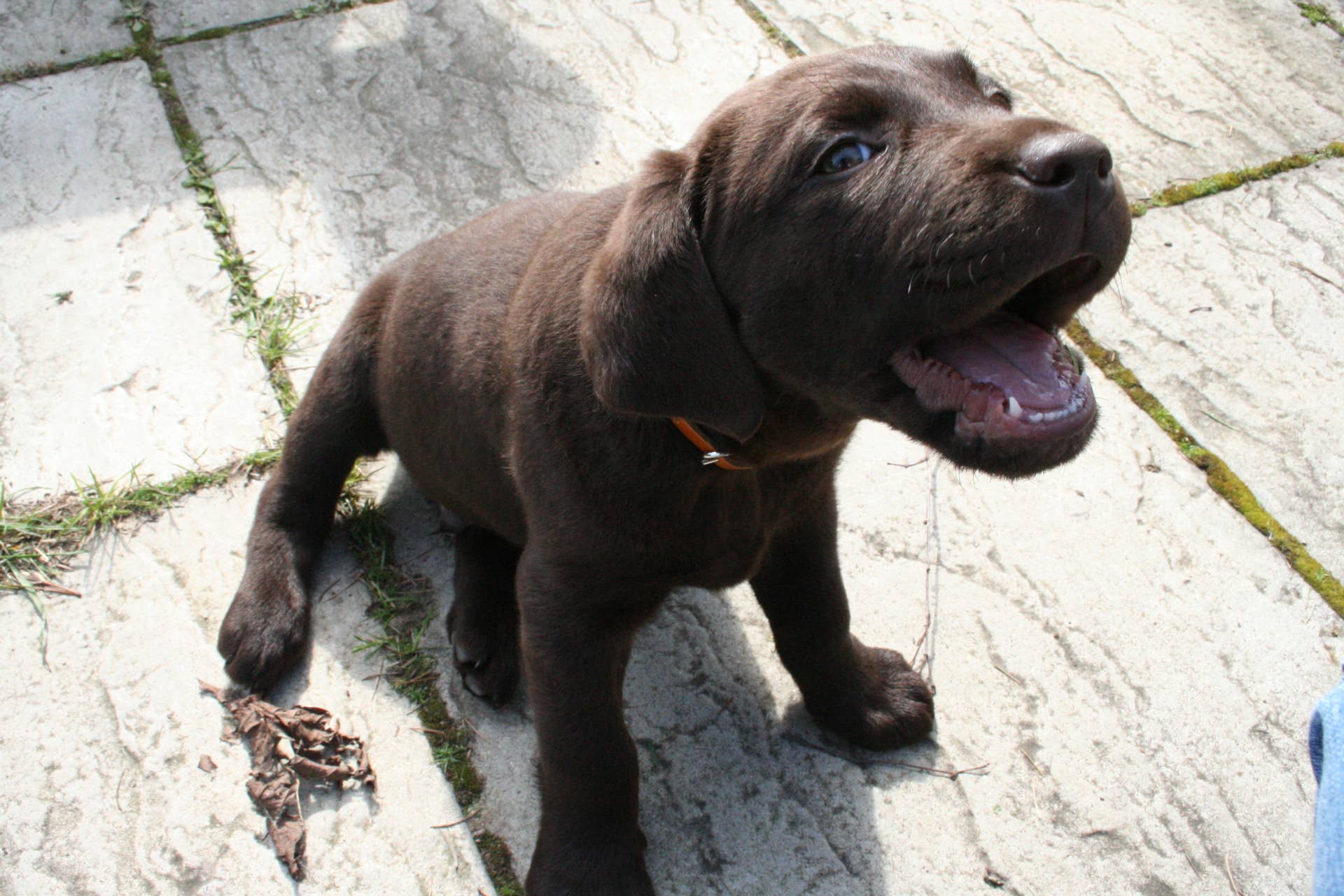 Why Does My Dog Sit Like That? The Lazy Sit Explained - PetHelpful