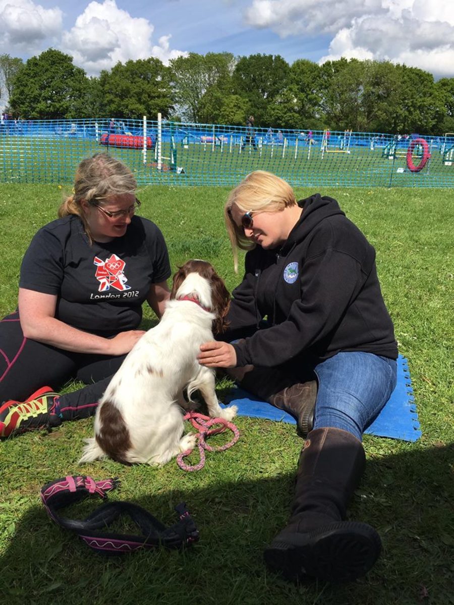 Why Does My Dog Sit Like That? The Lazy Sit Explained - PetHelpful