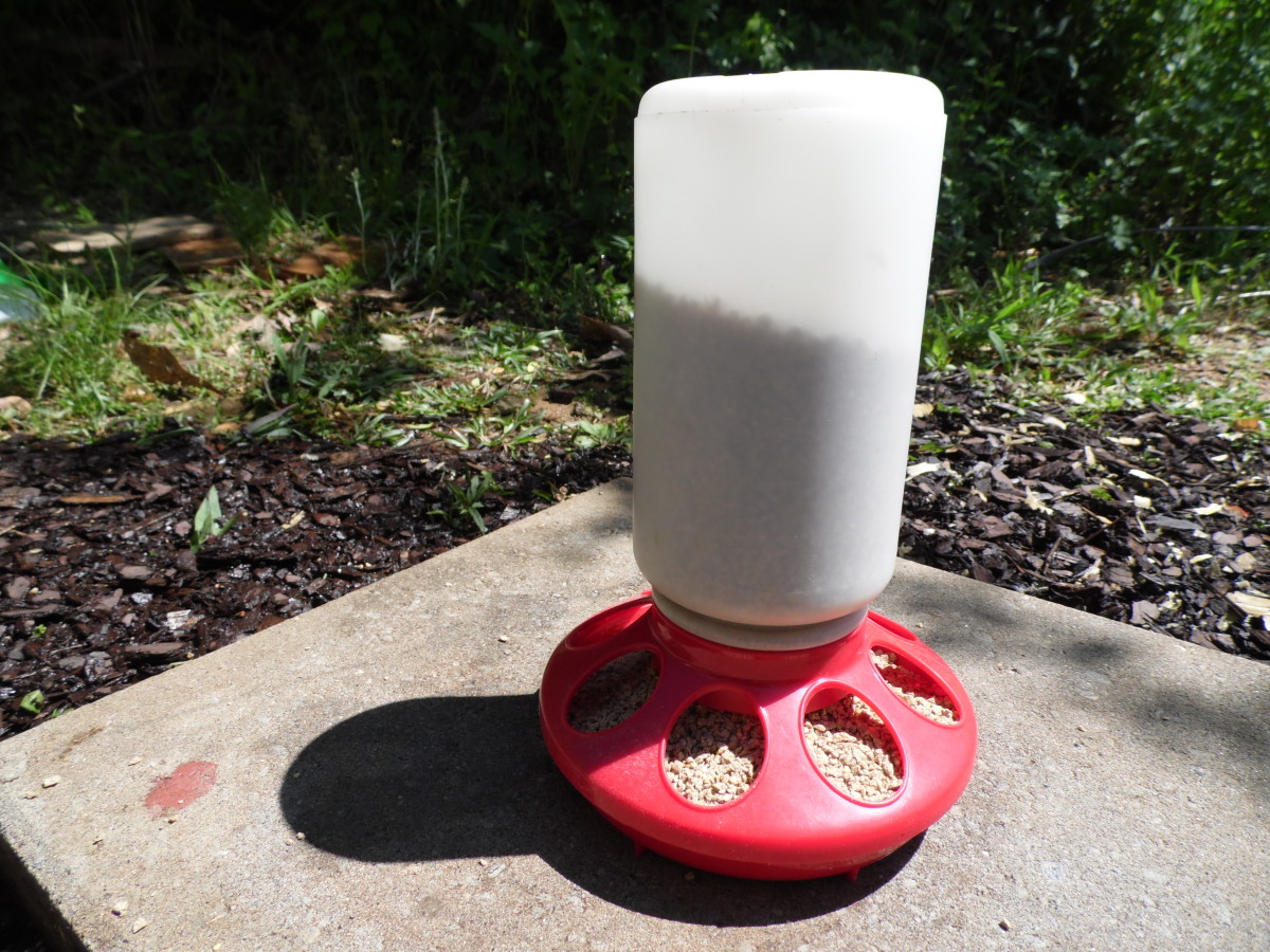 How to Raise, Feed, and Care for Baby Ducks - PetHelpful