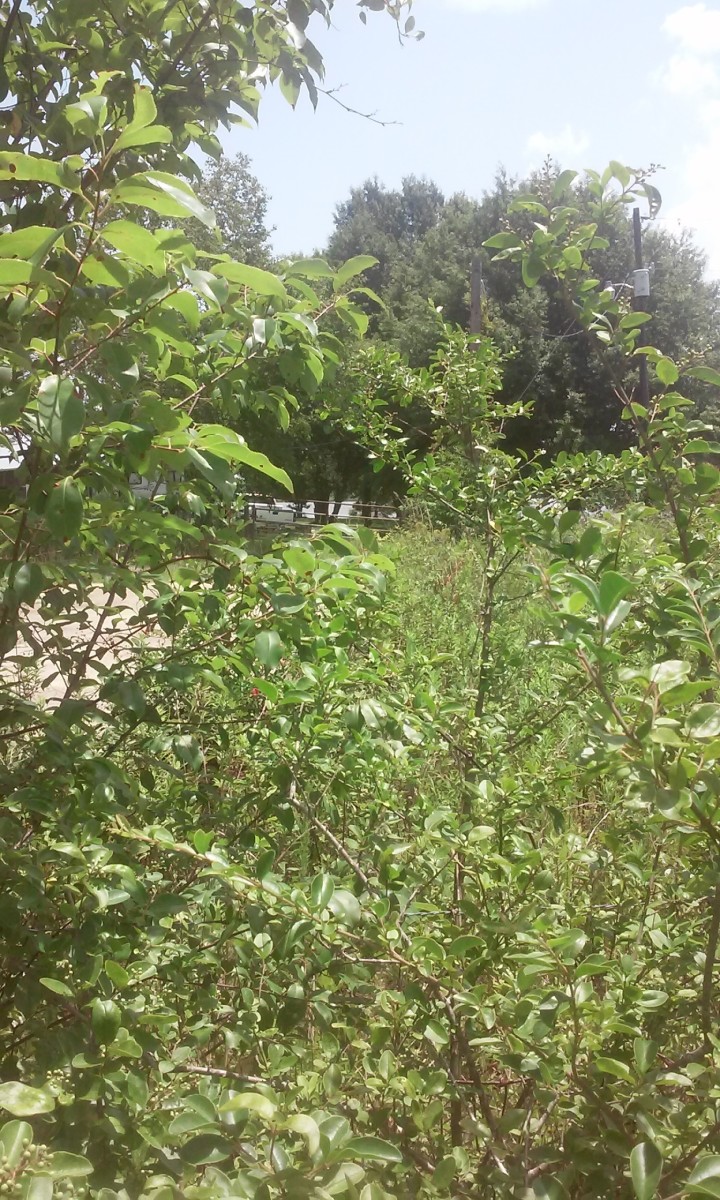 How to Raise and Care for Nigerian Dwarf Goats - PetHelpful