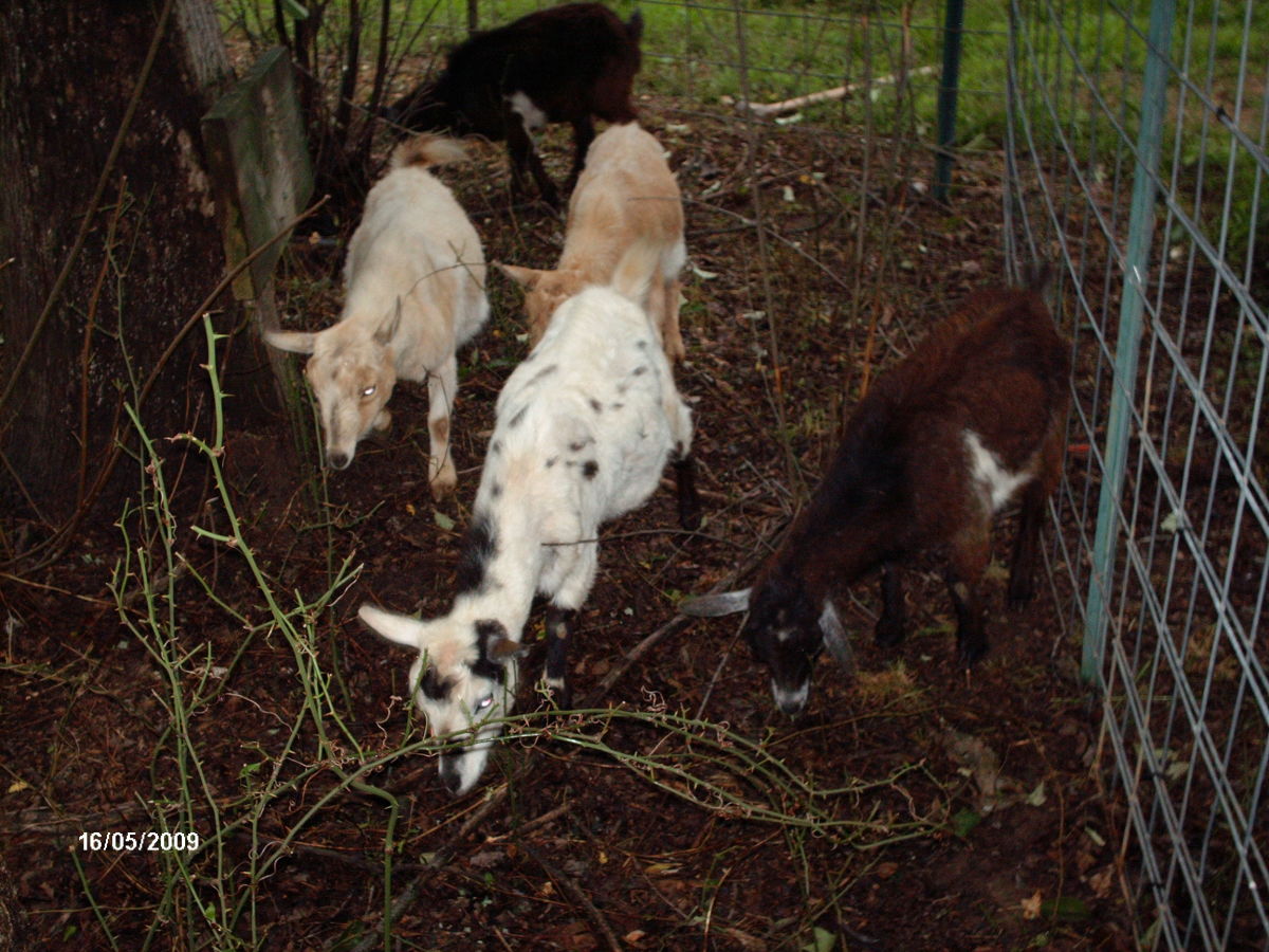How to Raise and Care for Nigerian Dwarf Goats - PetHelpful