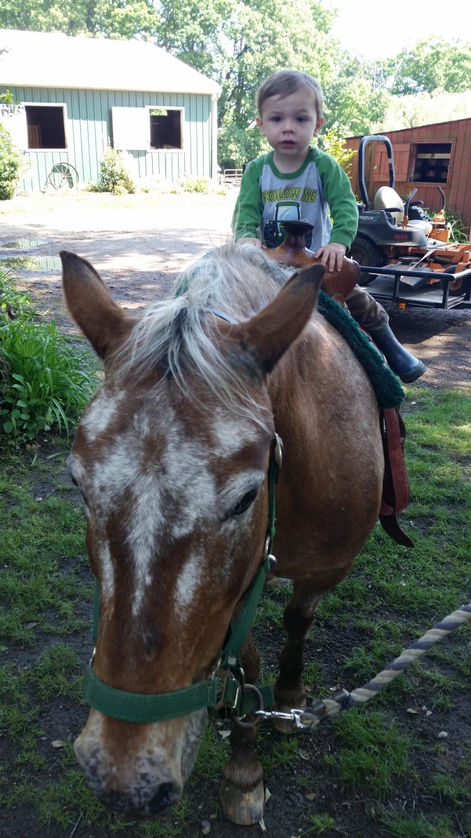 Pony rides store