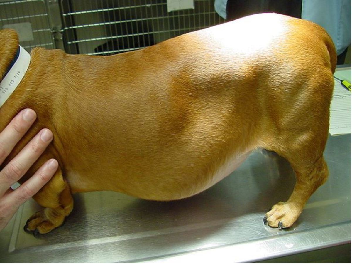 Causes of Sagging, Loose Skin in Dogs - PetHelpful