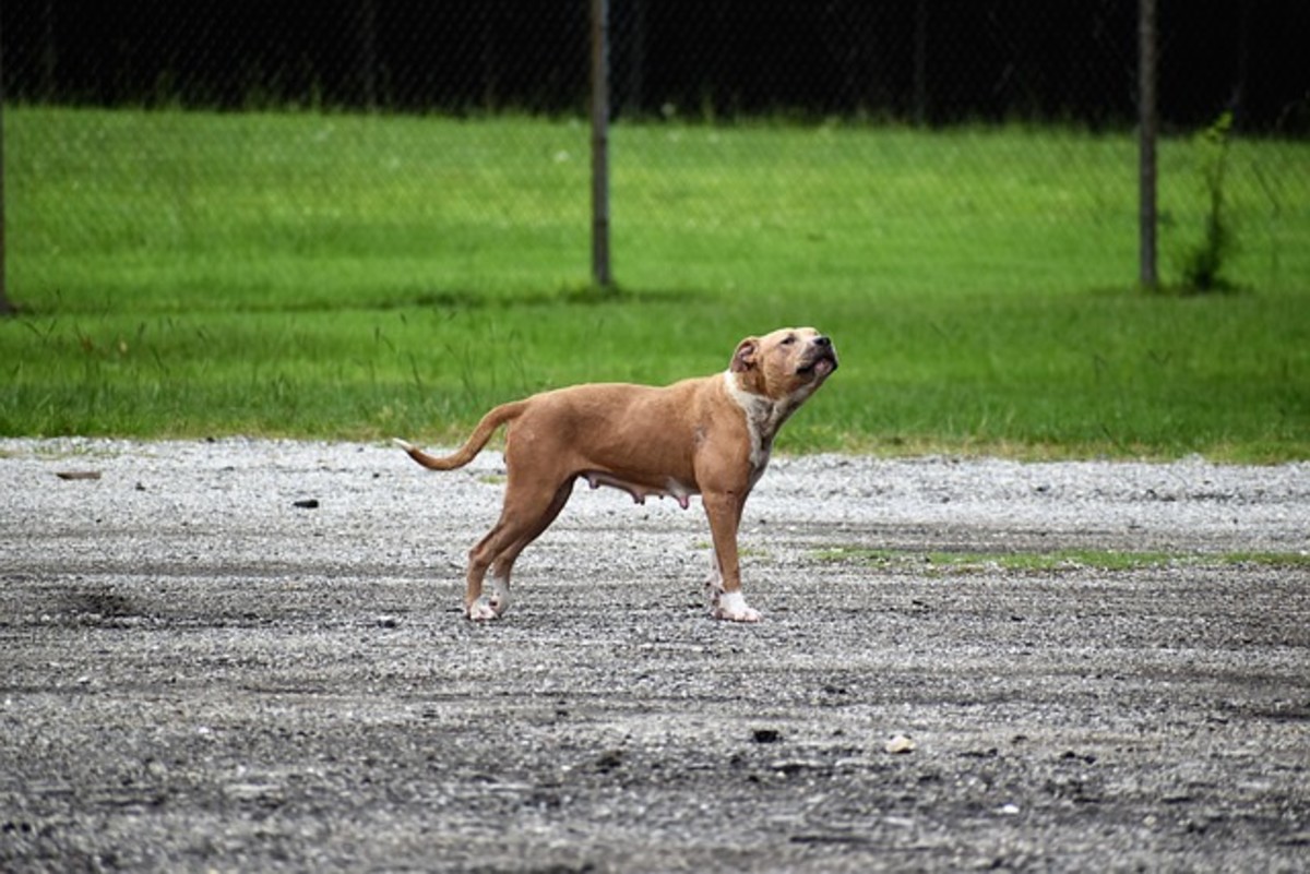 Causes of Sagging, Loose Skin in Dogs - PetHelpful