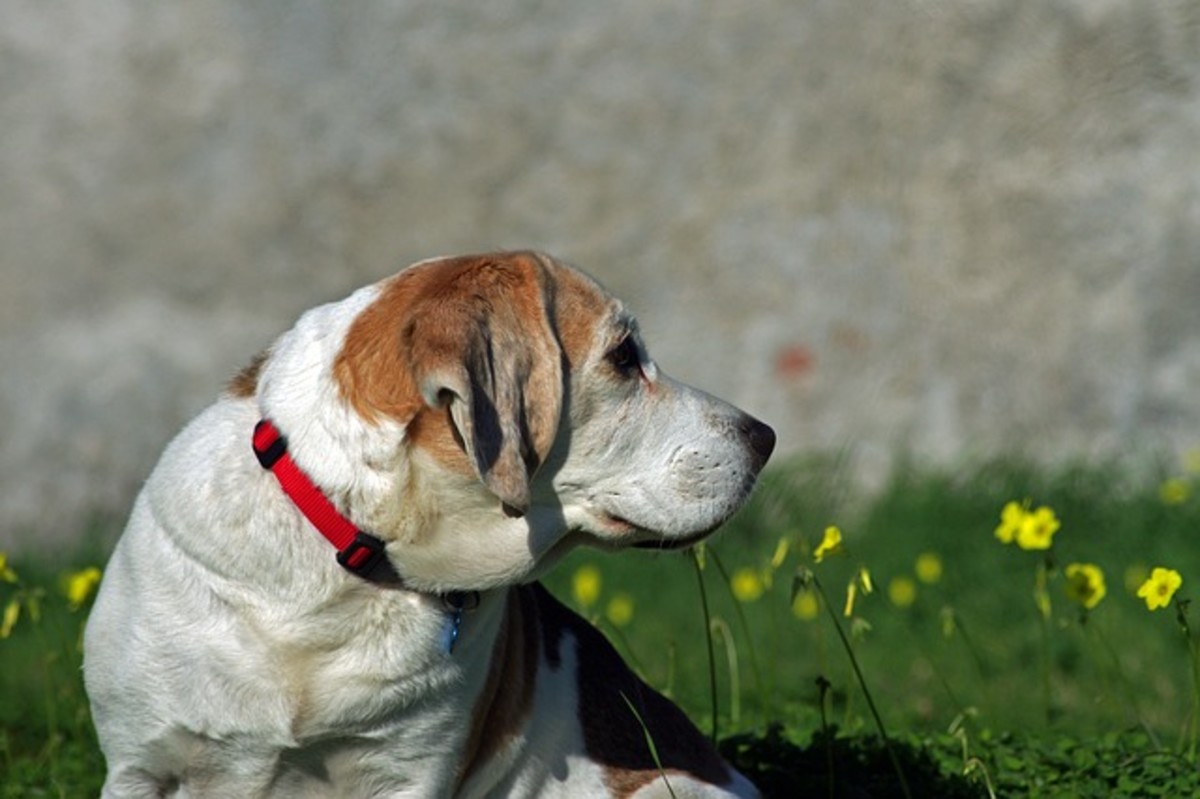 Causes of Sagging, Loose Skin in Dogs - PetHelpful
