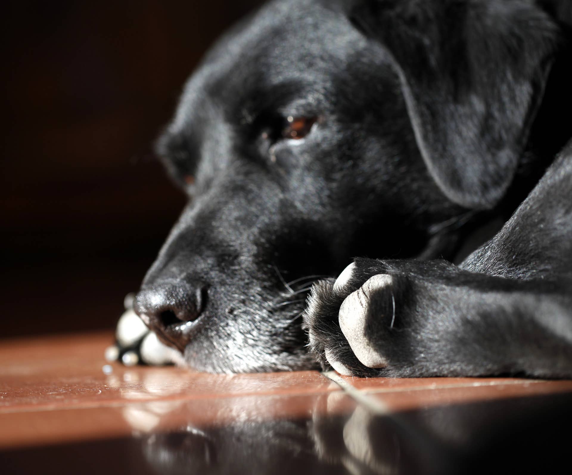 A Guide to Intussusception in Dogs and Puppies - PetHelpful