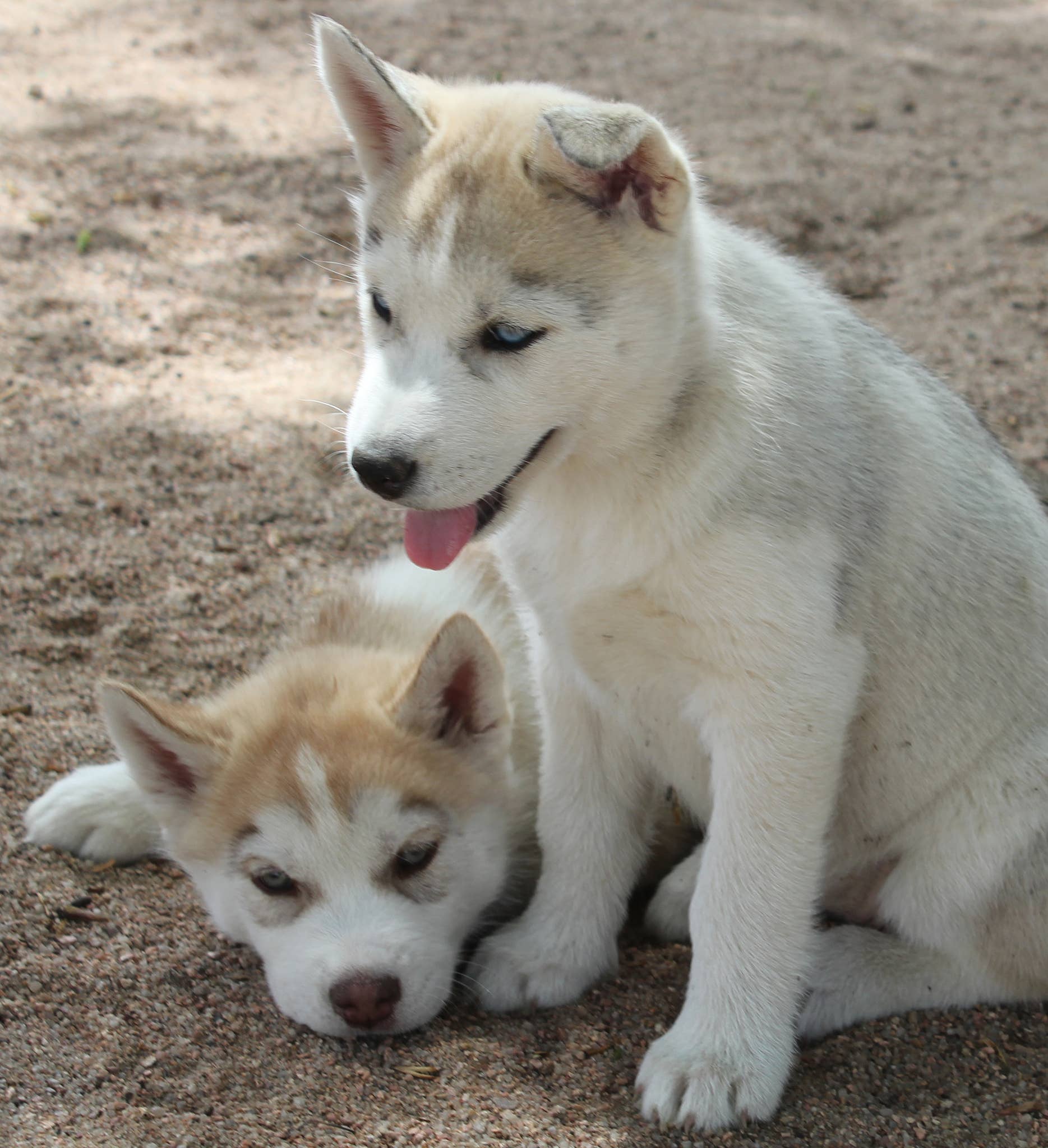 A Guide to Intussusception in Dogs and Puppies - PetHelpful