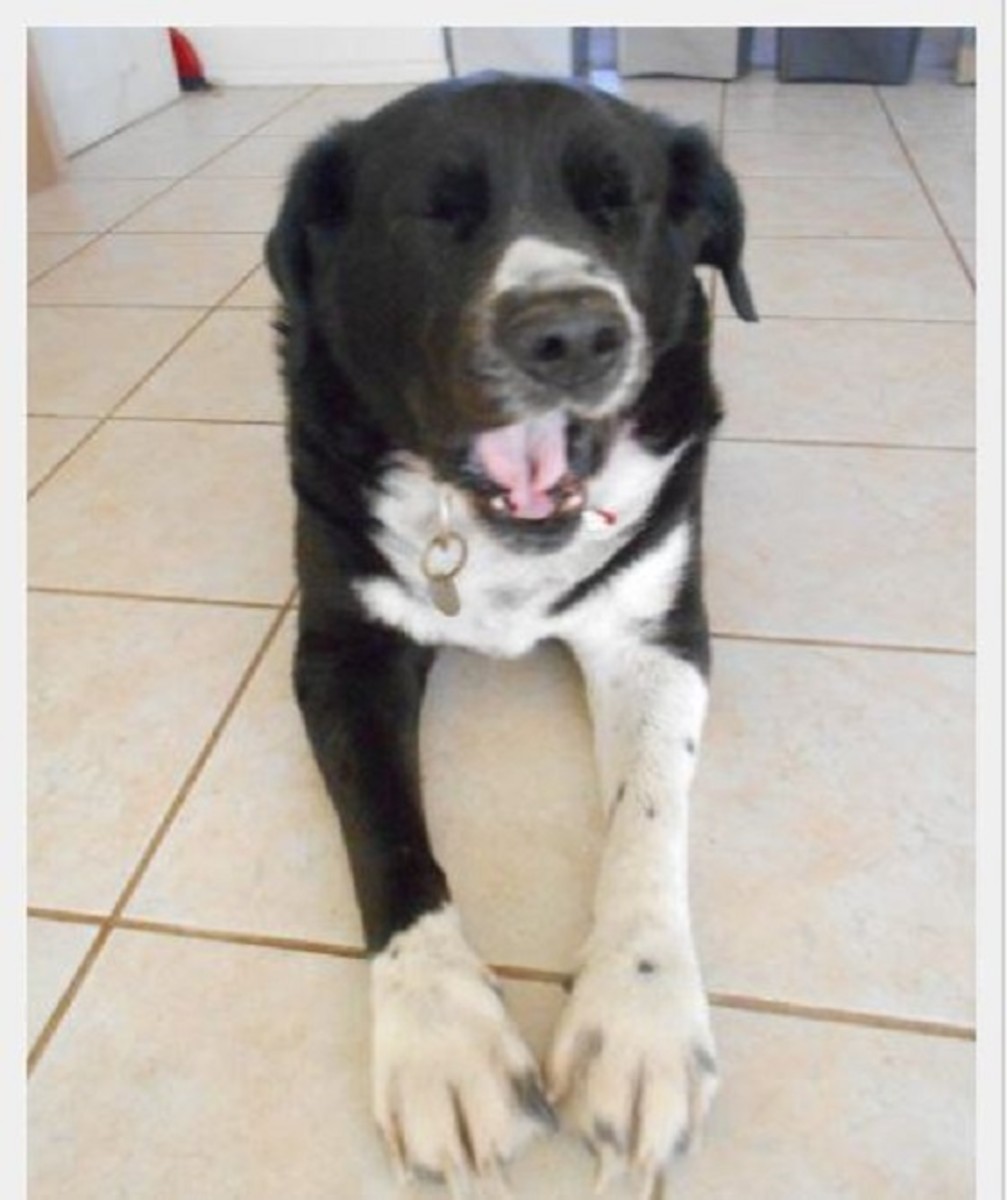 6 Reasons Why Dogs Yawn (And When to Worry) - PetHelpful