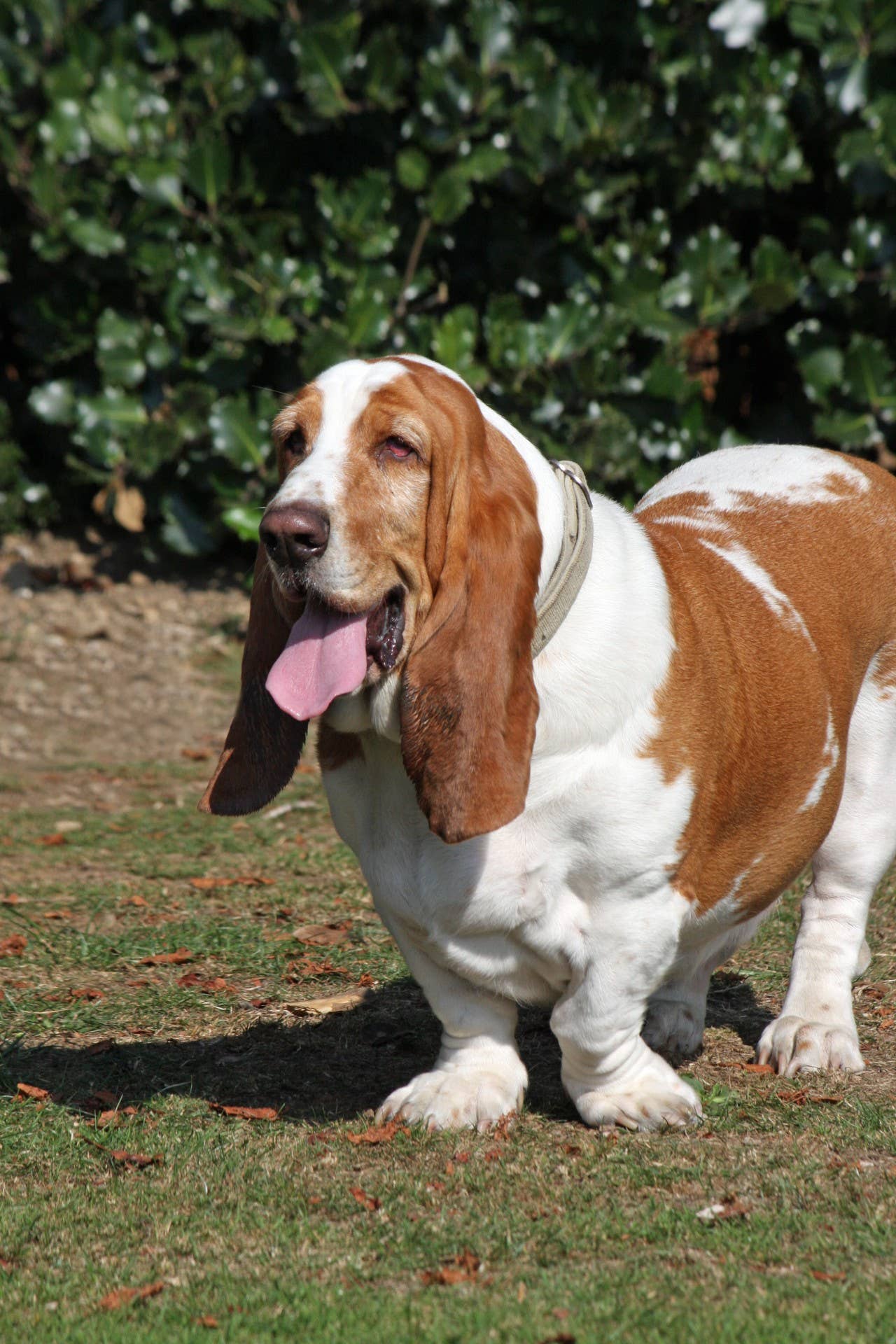 Why Do My Dog's Front Paws Turn Out? - PetHelpful