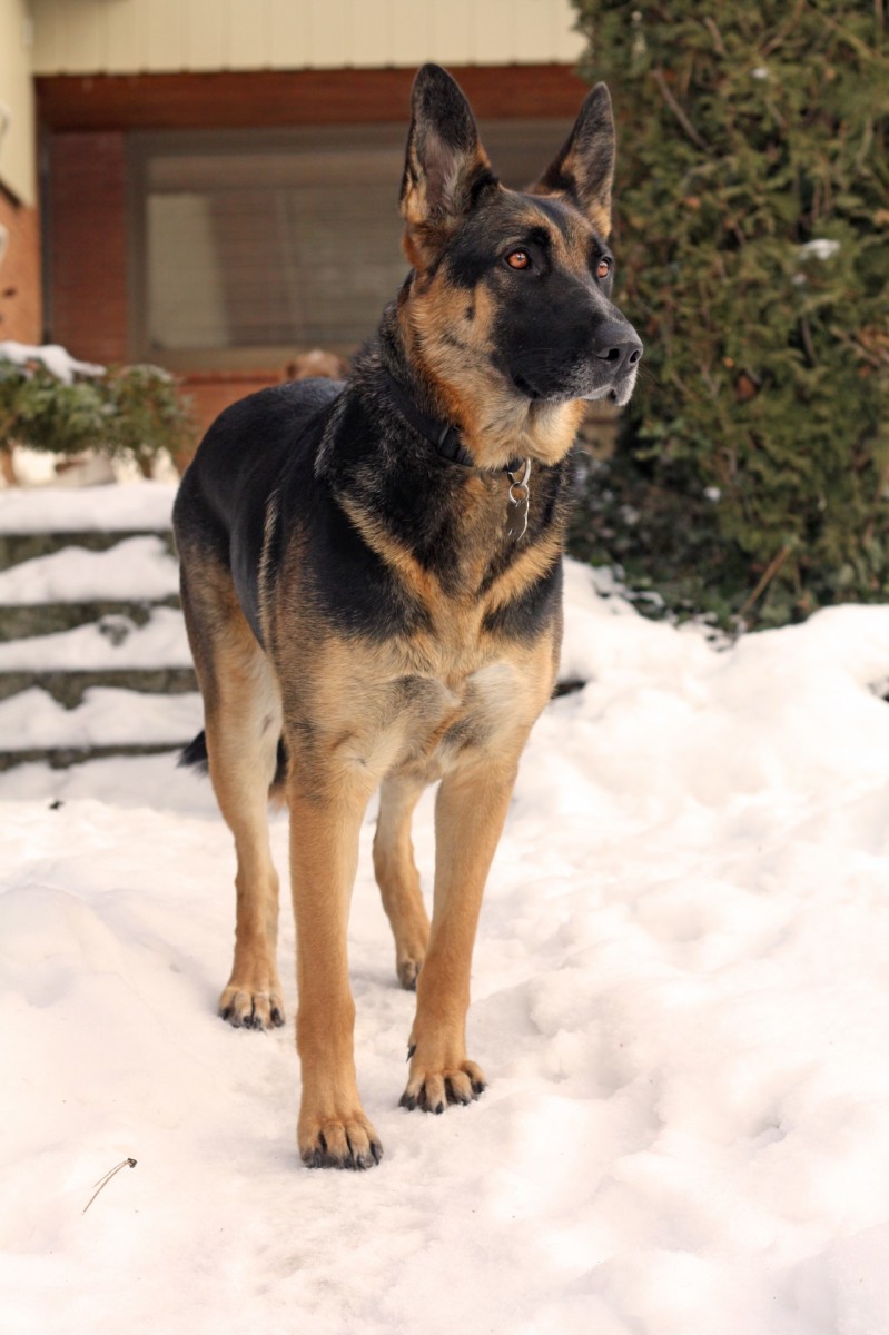 Why Do My Dog's Front Paws Turn Out? - PetHelpful