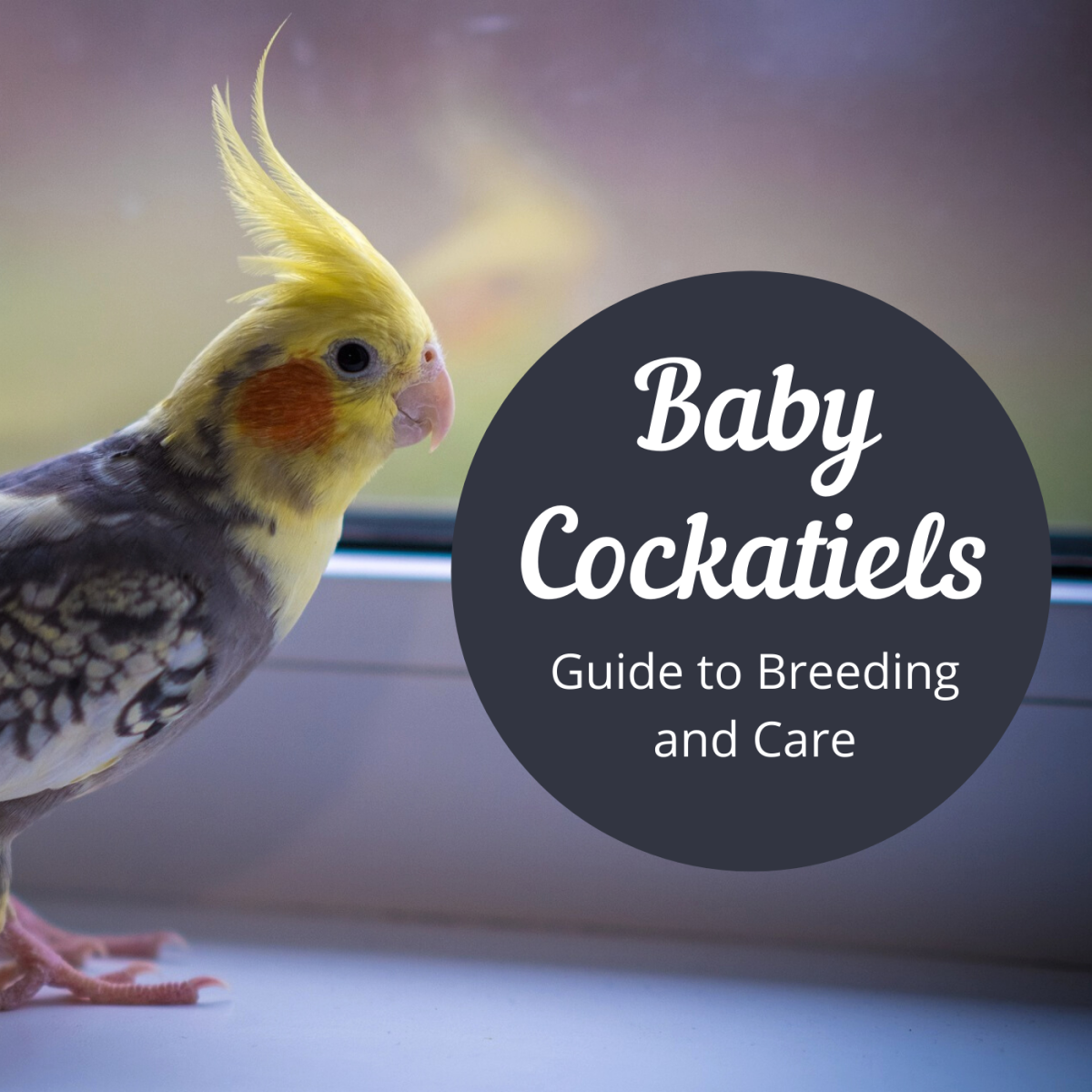 Caring for Cockatiel Babies - PetHelpful