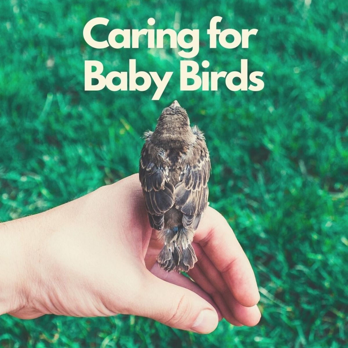 How to Feed and Care for a Wild Baby Bird - PetHelpful