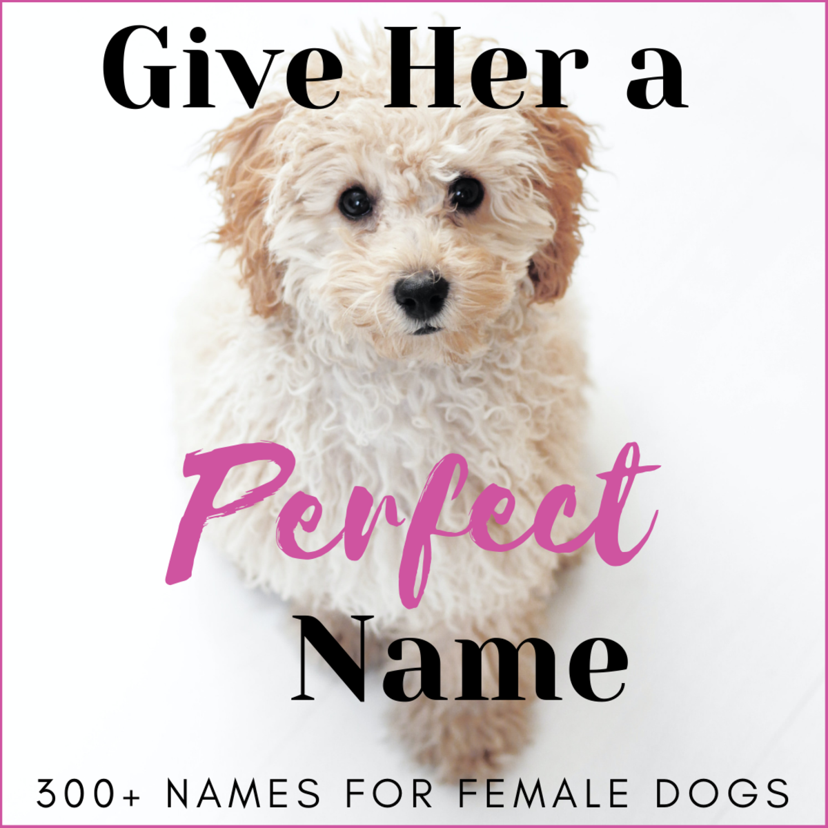 400 Unique Female Dog Names by Category PetHelpful