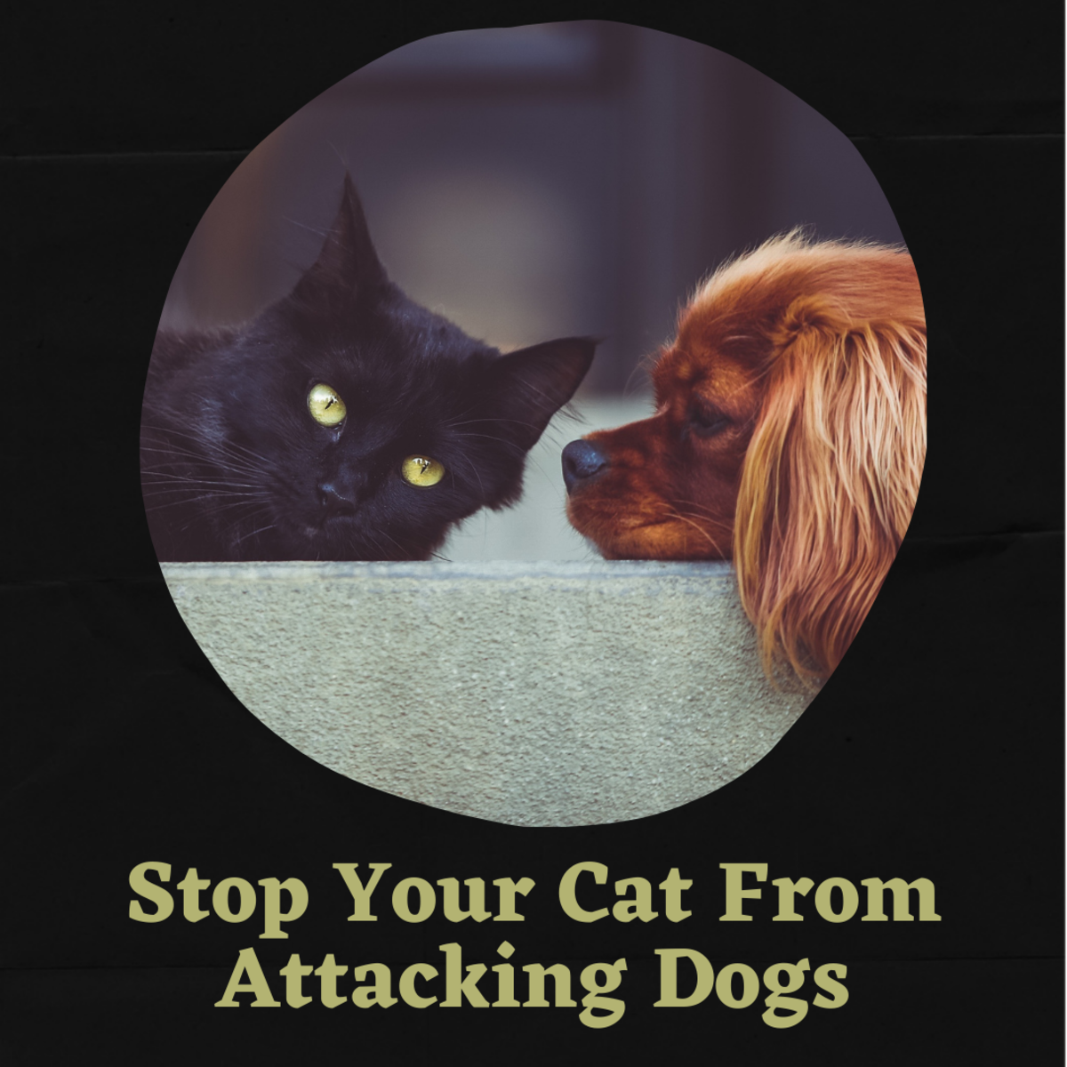 How to Stop a Cat From Attacking Dogs - PetHelpful