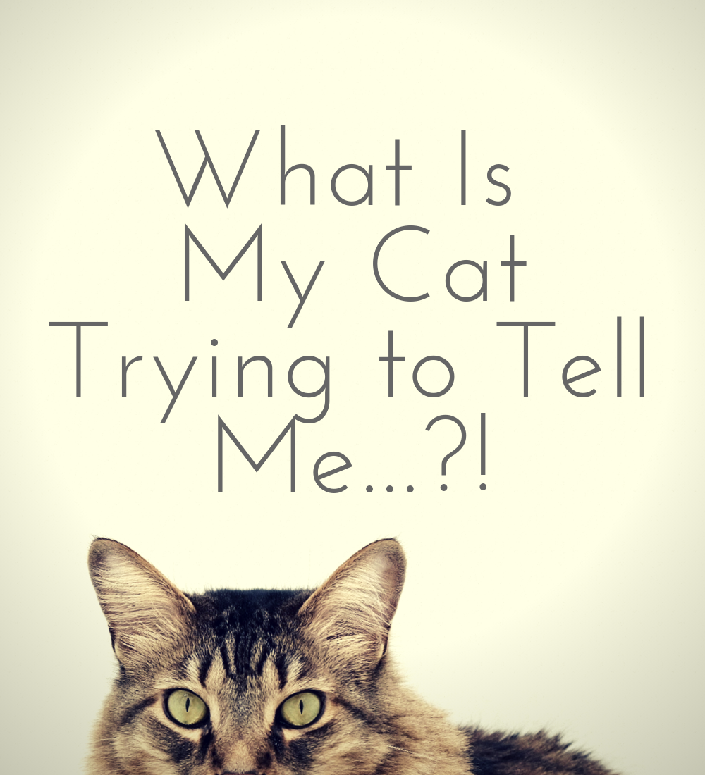 Why Is My Cat So Affectionate? Understanding a Cat's Body Language ...