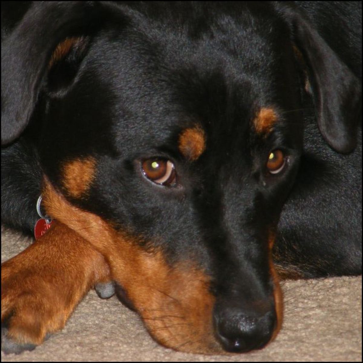 Why Hitting Dogs Is Unacceptable - PetHelpful