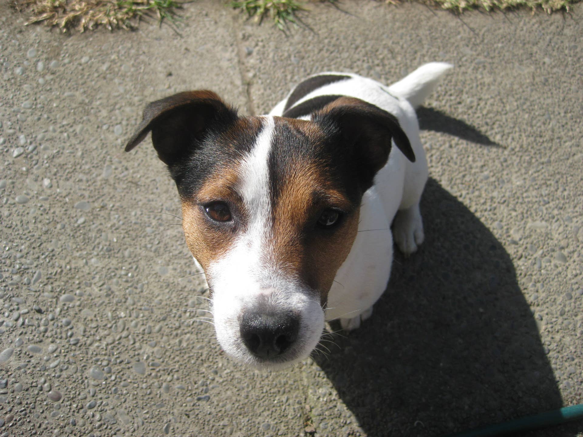 7 Common Jack Russell Problem Behaviors and How to Fix Them - PetHelpful