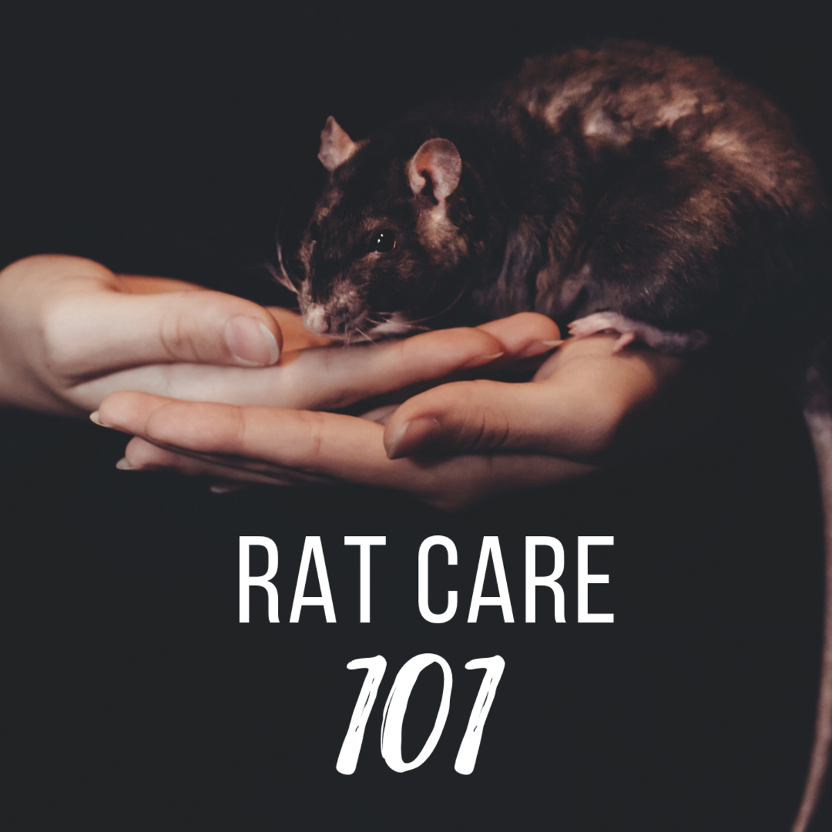 Rat Care for Beginners: How to Create the Perfect Rat Cage Setup ...
