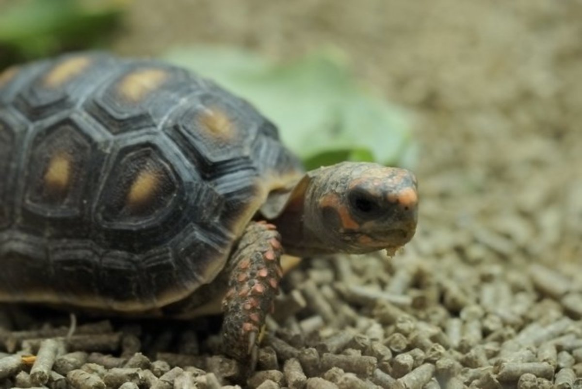 The Most Common Health Problems With Red-Footed Tortoises - PetHelpful