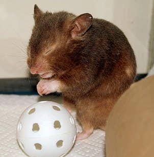 Hamster Breathing Fast and Heavy? Respiratory Infection Info - PetHelpful