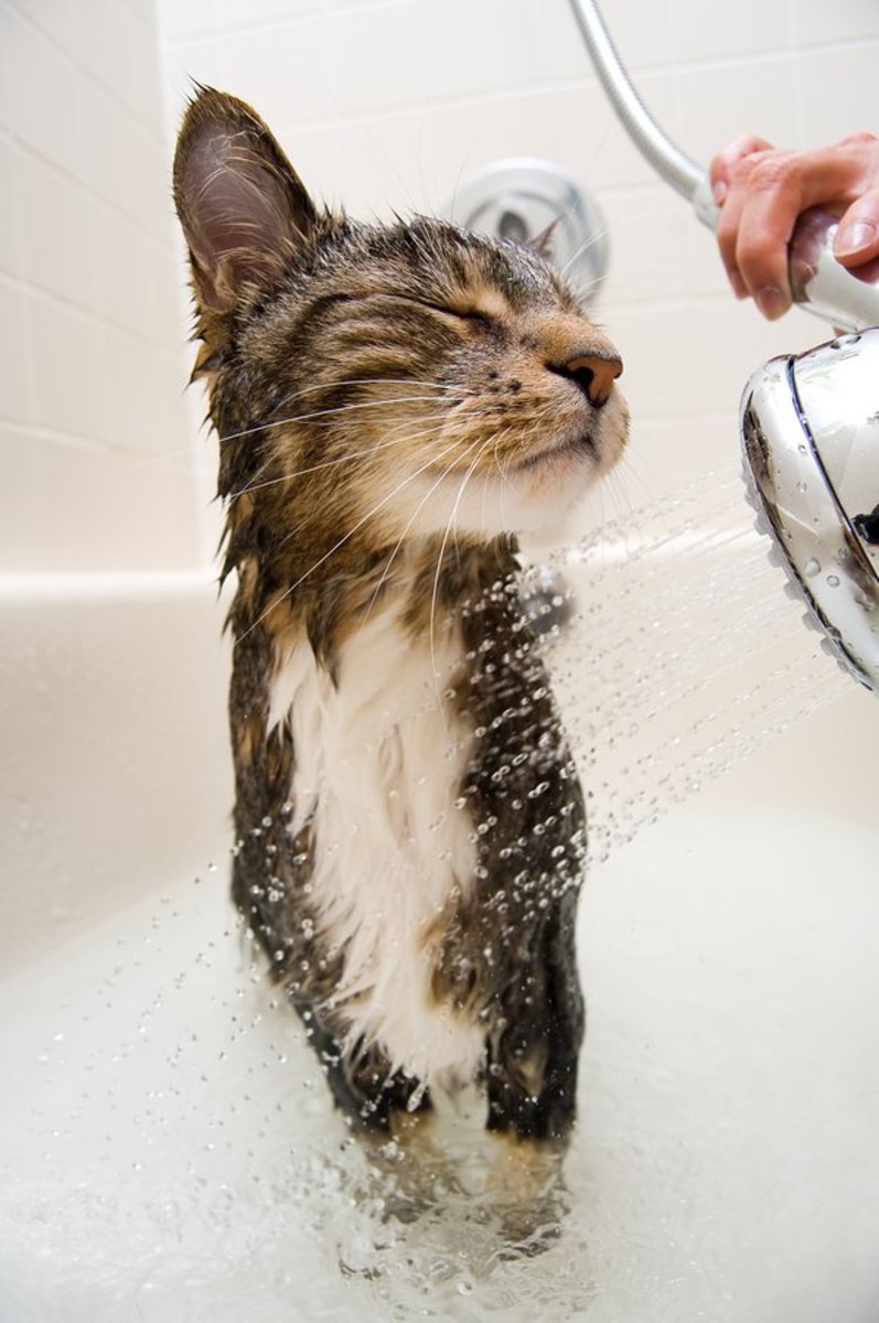 Cat bathing store