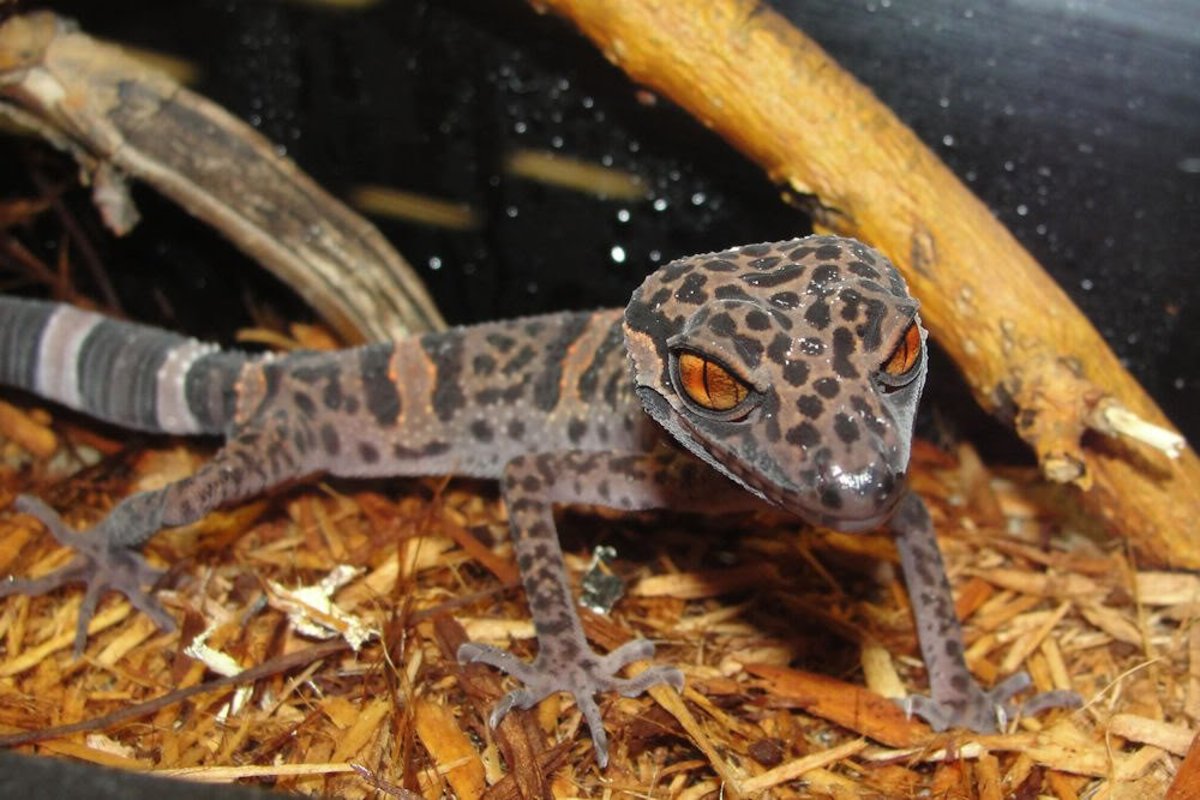 Caring for Chinese Cave Geckos - PetHelpful