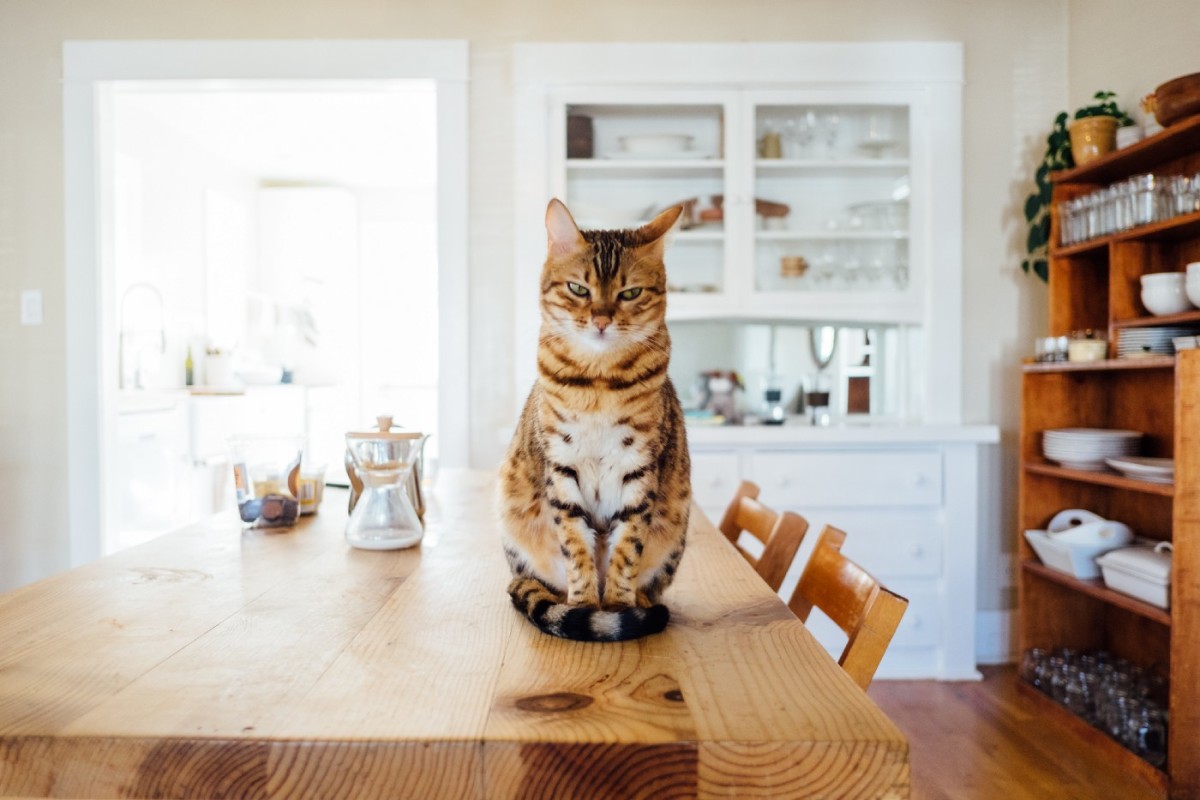How to Stop Your Cat's "Bad" Behaviors - PetHelpful