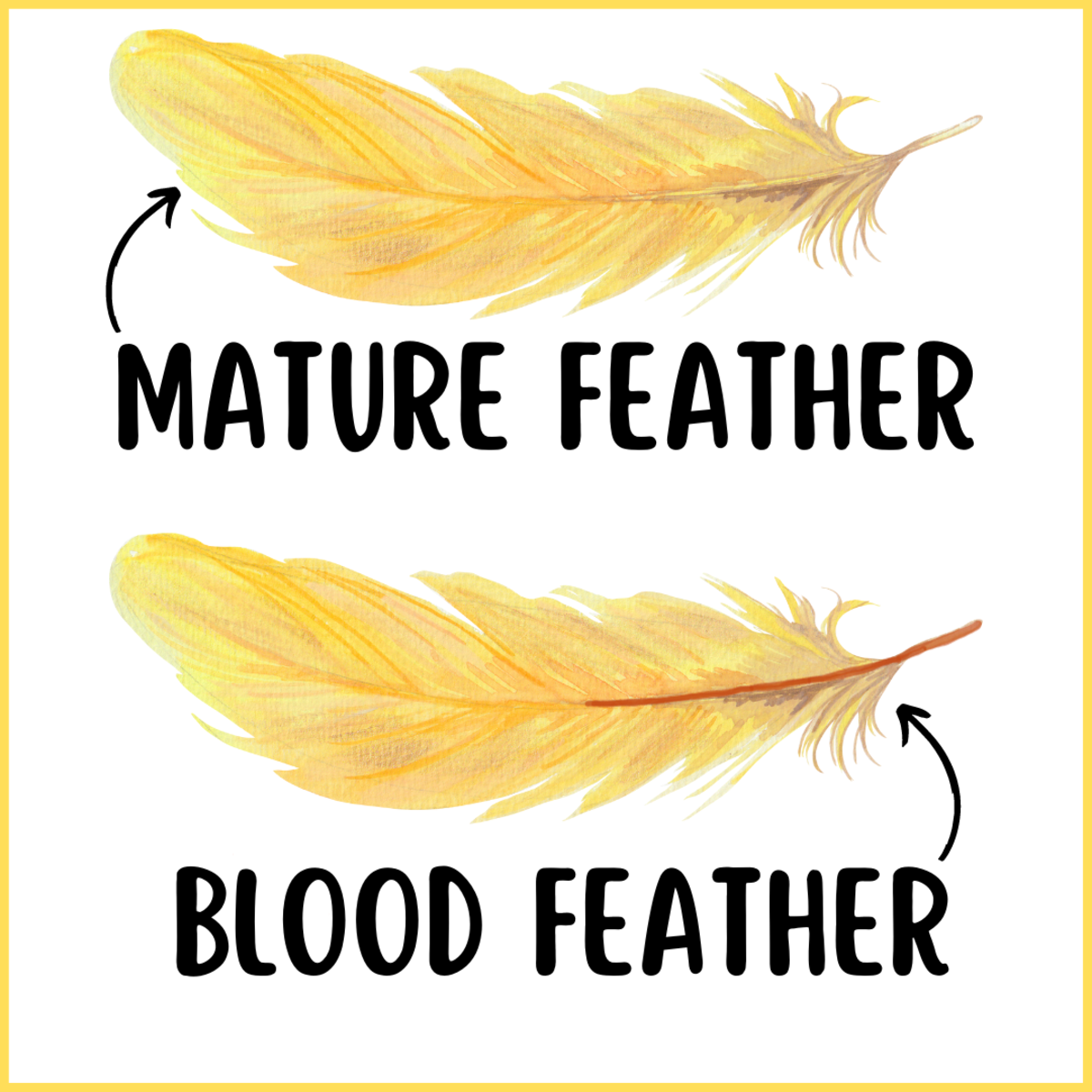 What to Do If Your Parrot Has a Broken Blood Feather - PetHelpful