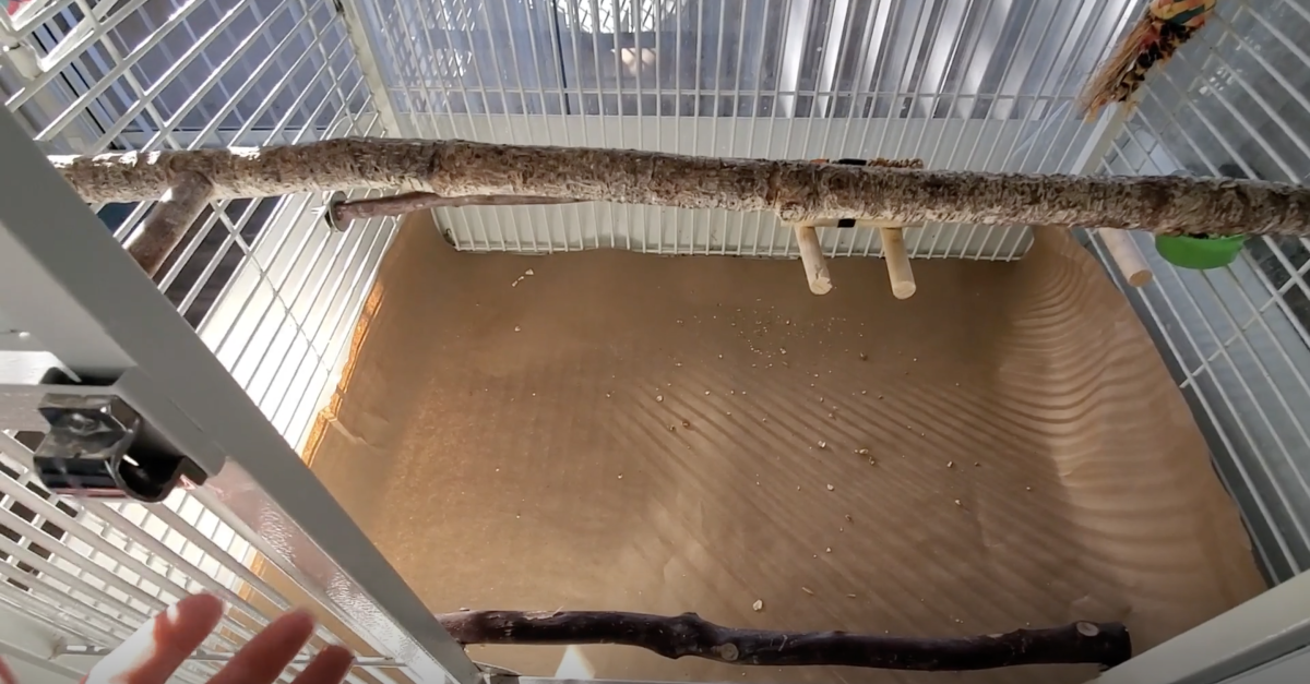 Easy Hacks to Help Mess-Proof Your Bird Cage! - PetHelpful