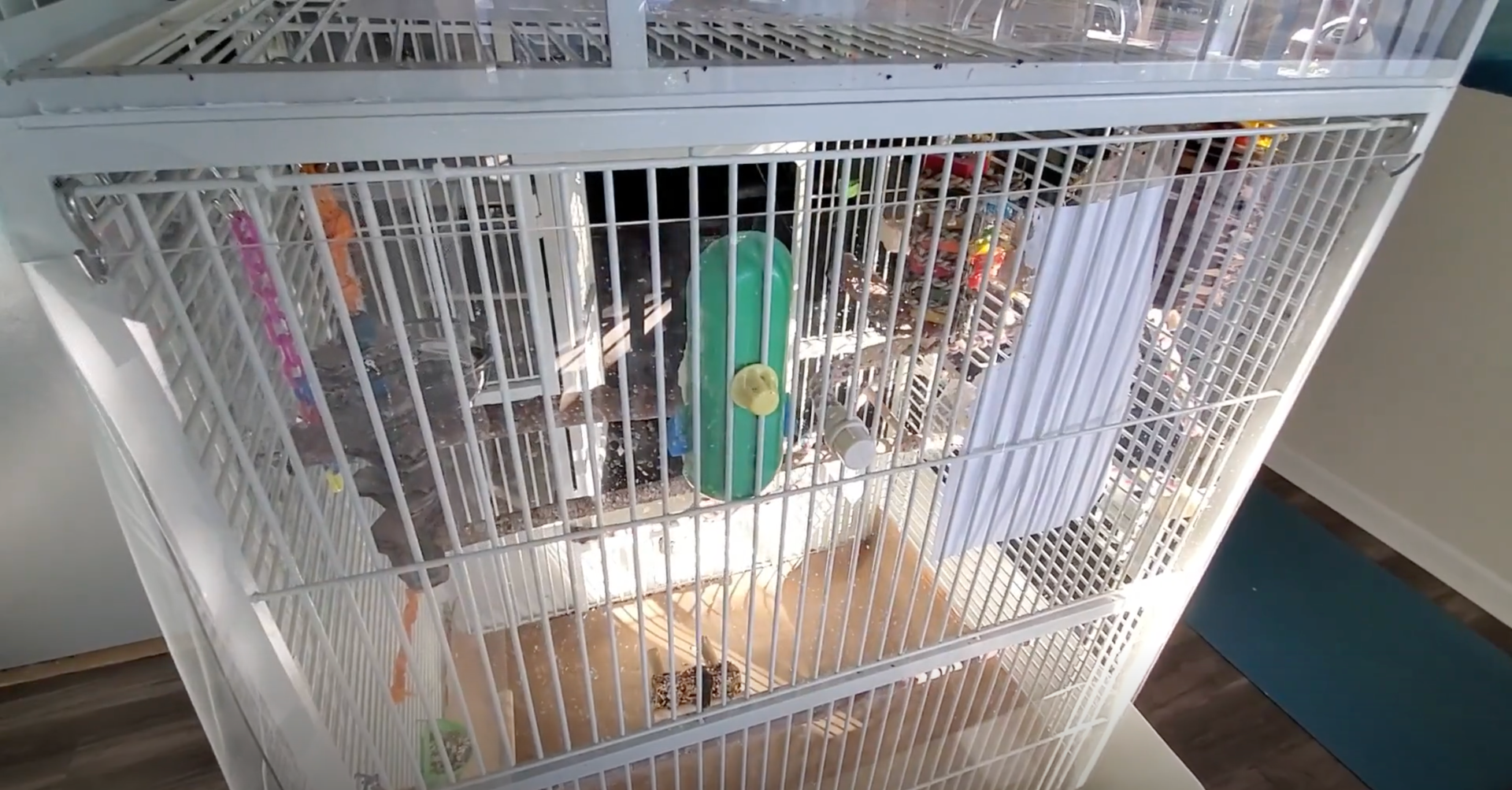 Easy Hacks to Help Mess-Proof Your Bird Cage! - PetHelpful